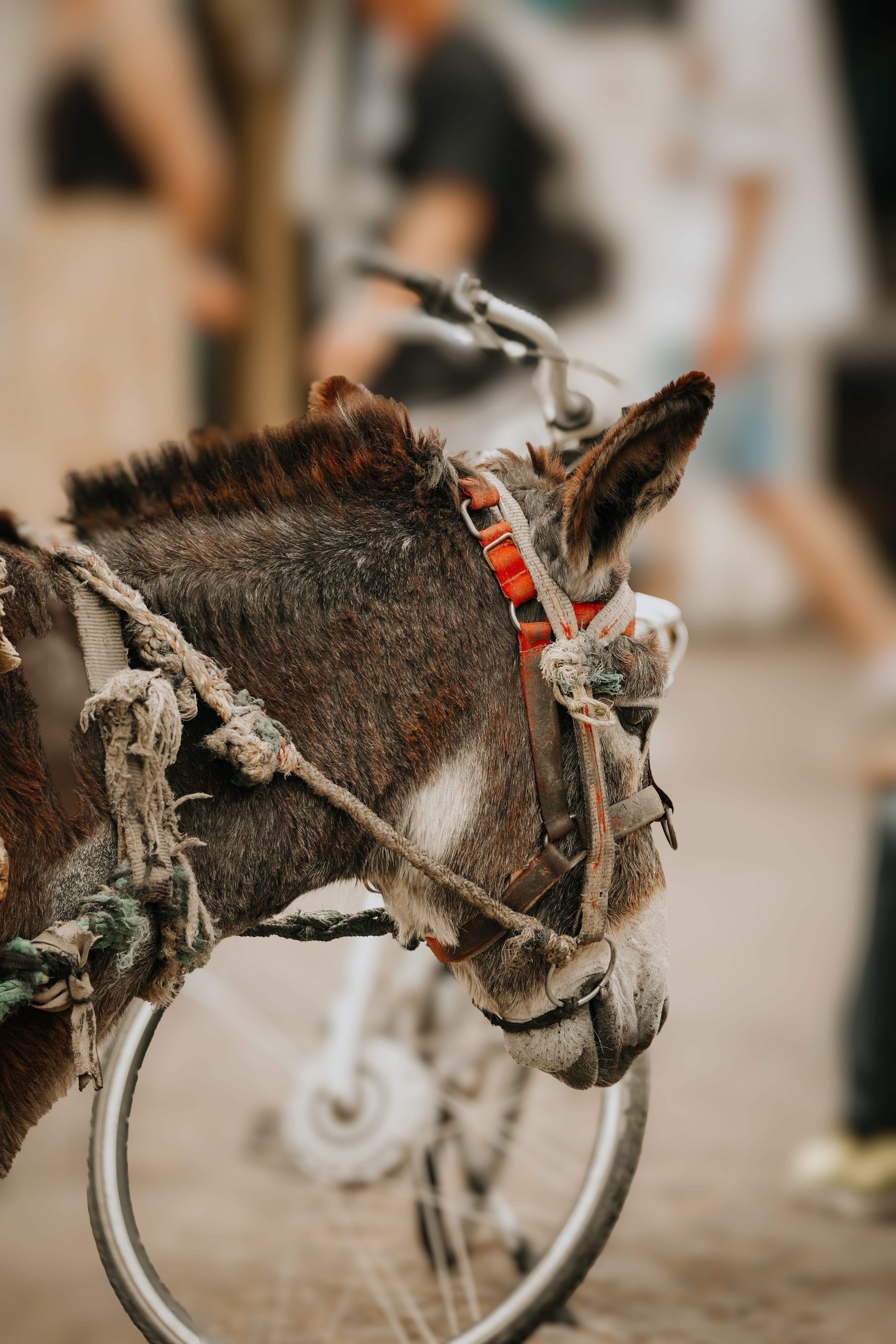Traditional Donkey in Marrakesh Street · Free Stock Photo