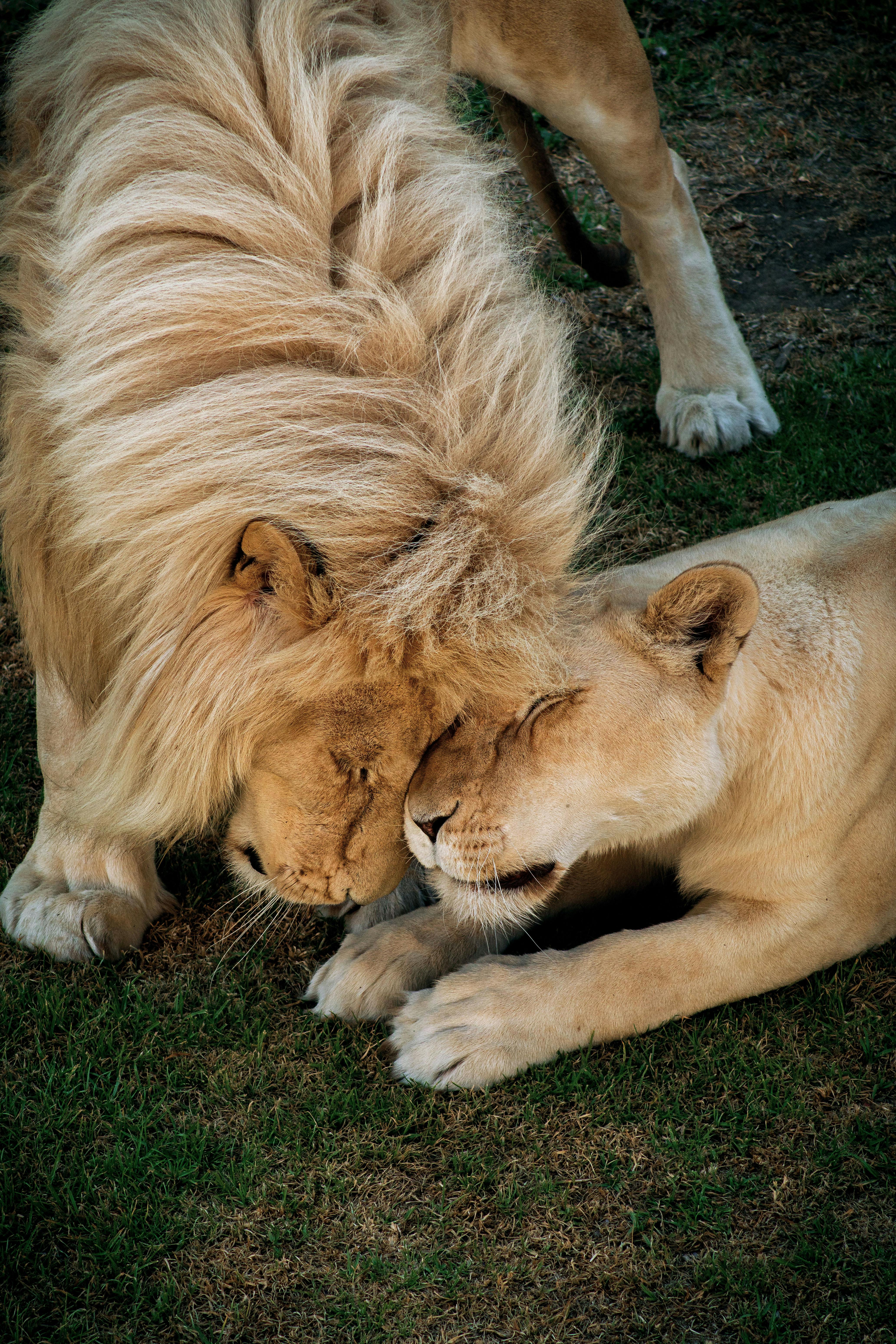 Tender Moment Between Pair of Lions Outdoors · Free Stock Photo