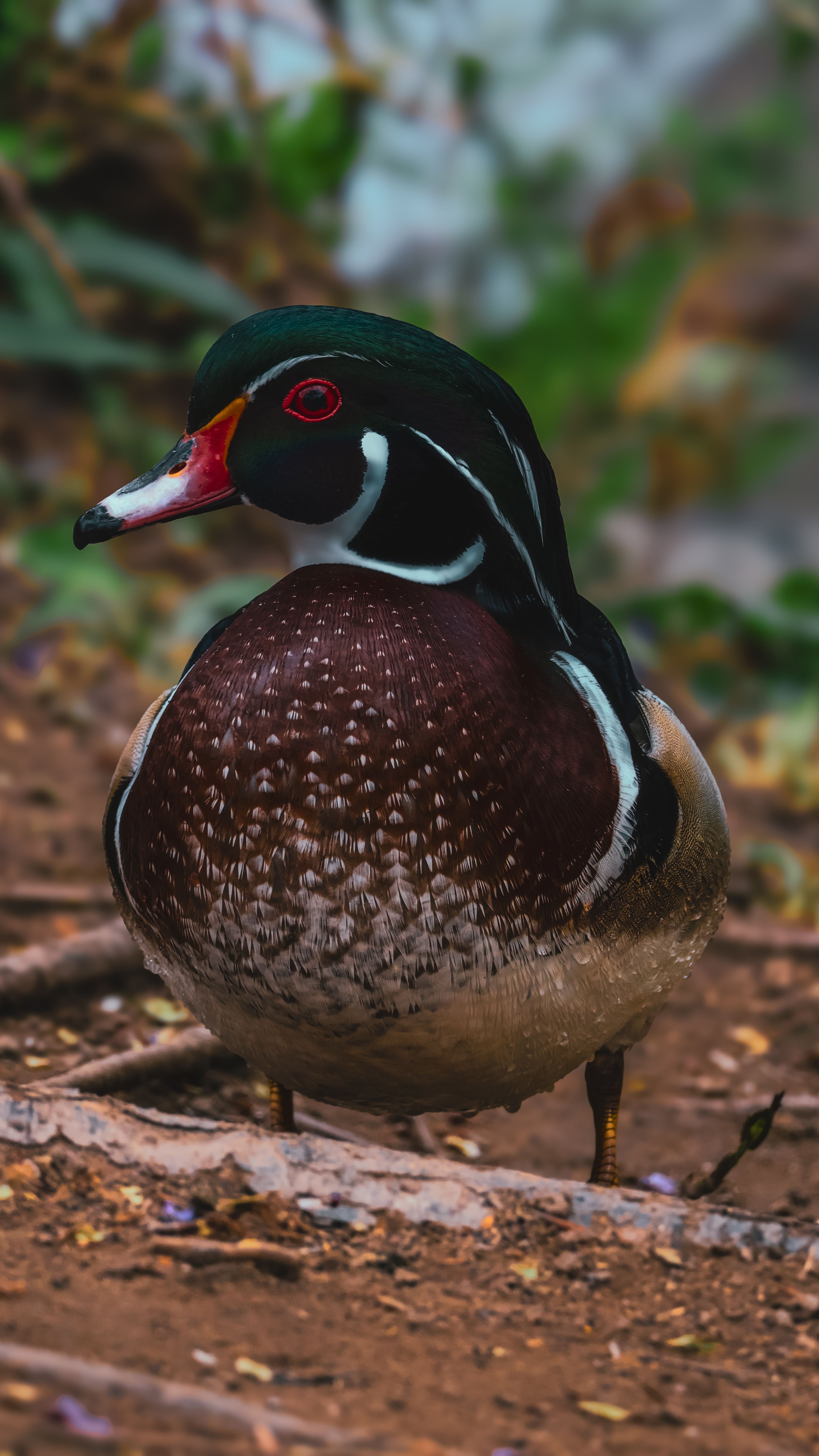 Close-Up of Vibrant Wood Duck in Washington D.C. · Free Stock Photo