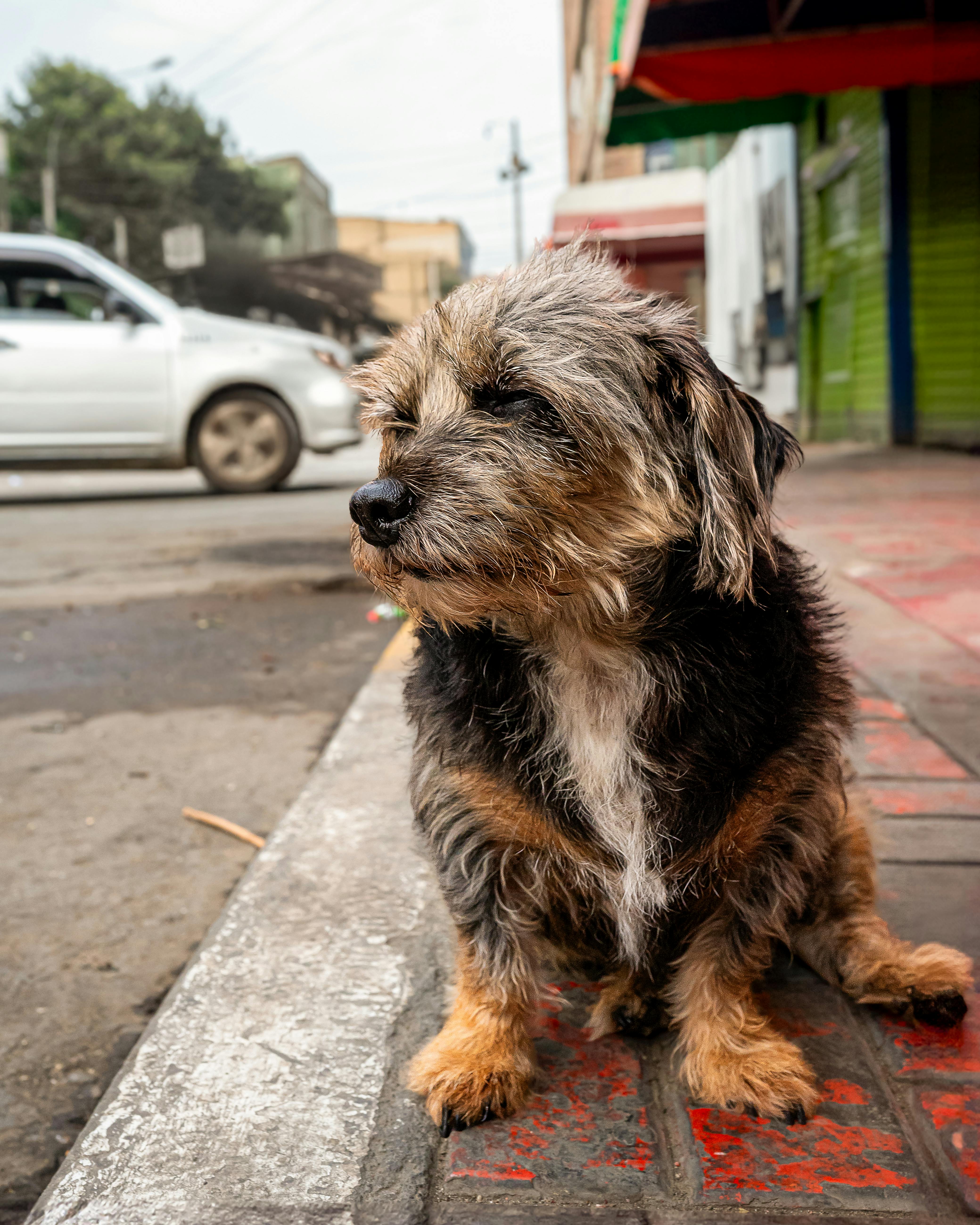 Cute Street Dog Sitting on Peruvian Sidewalk · Free Stock Photo