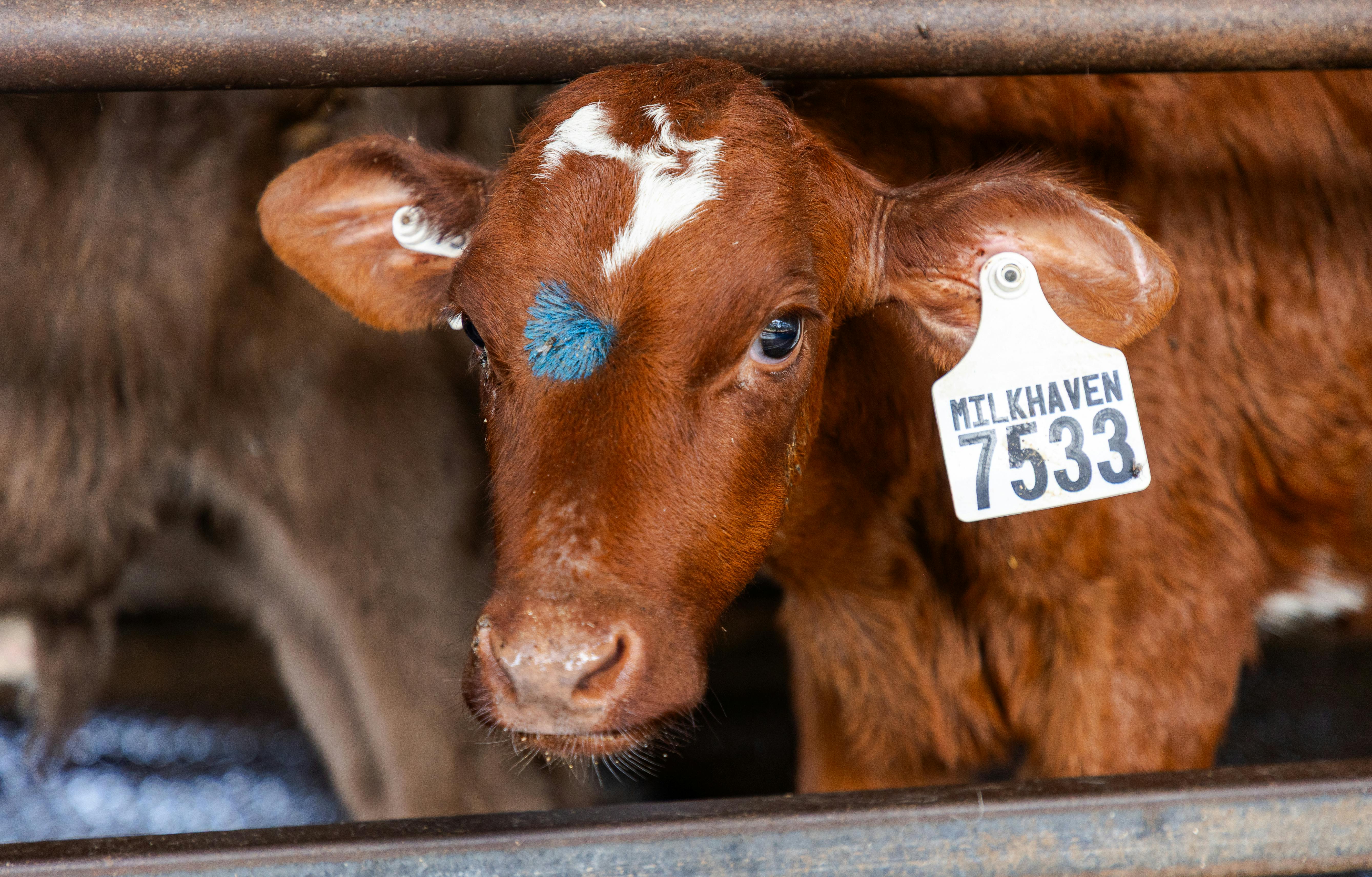 Potret Close Up Anak Sapi Perah Yang Penasaran · Foto Stok Gratis