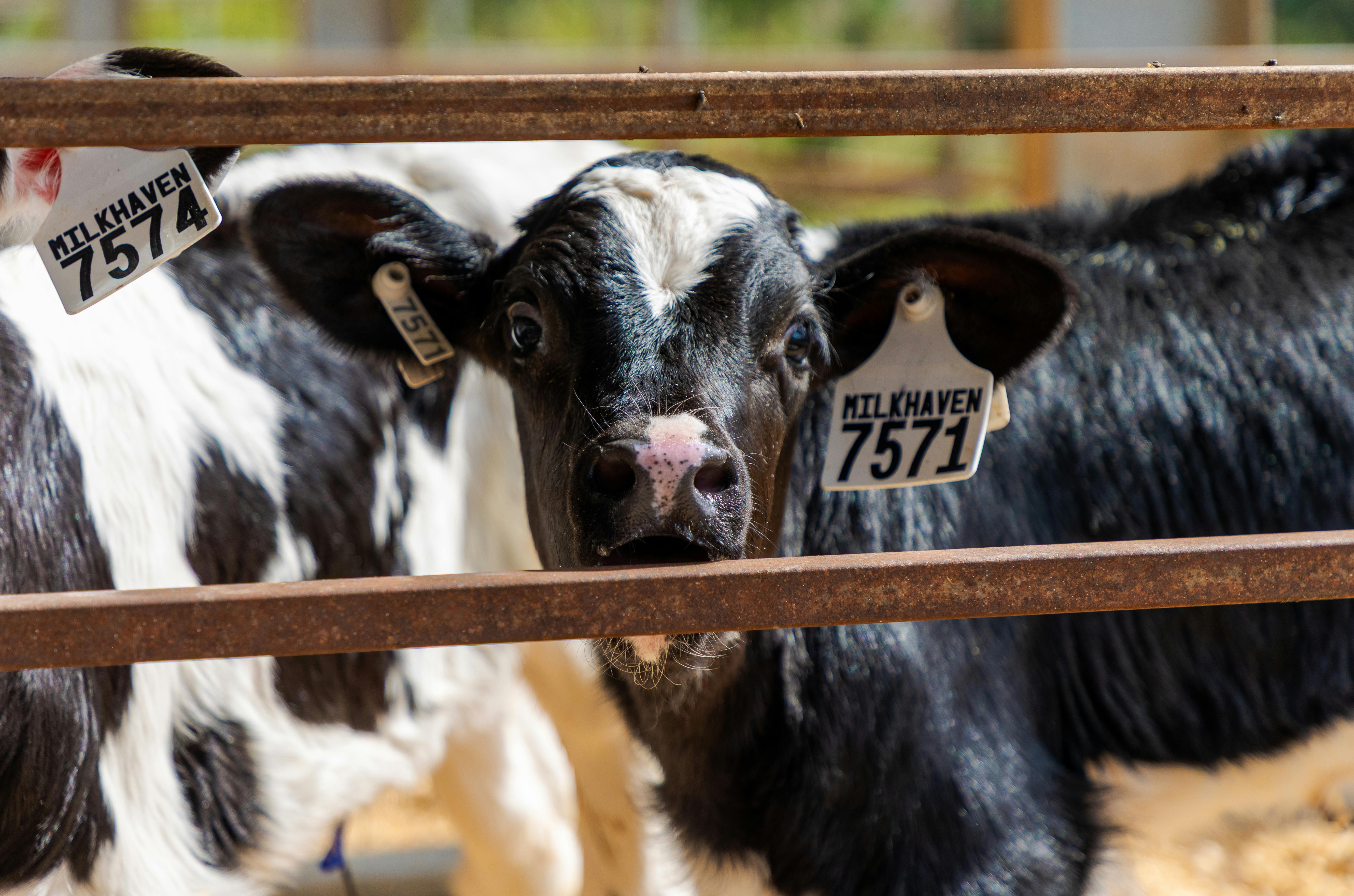 Ternero Holstein Con Crotal En La Oreja En Una Granja Lechera · Foto de ...
