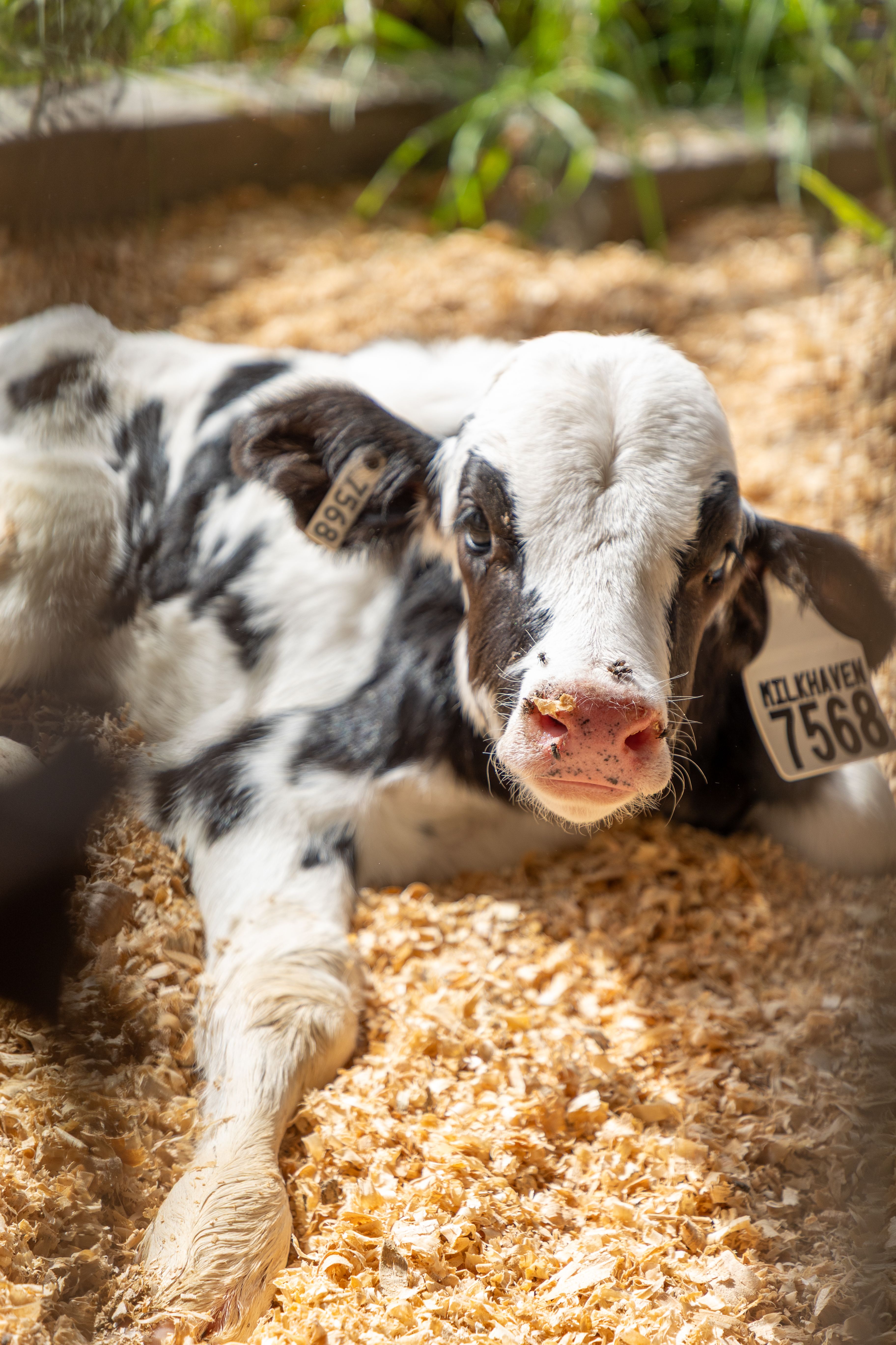 Calf Photos, Download The BEST Free Calf Stock Photos & HD Images