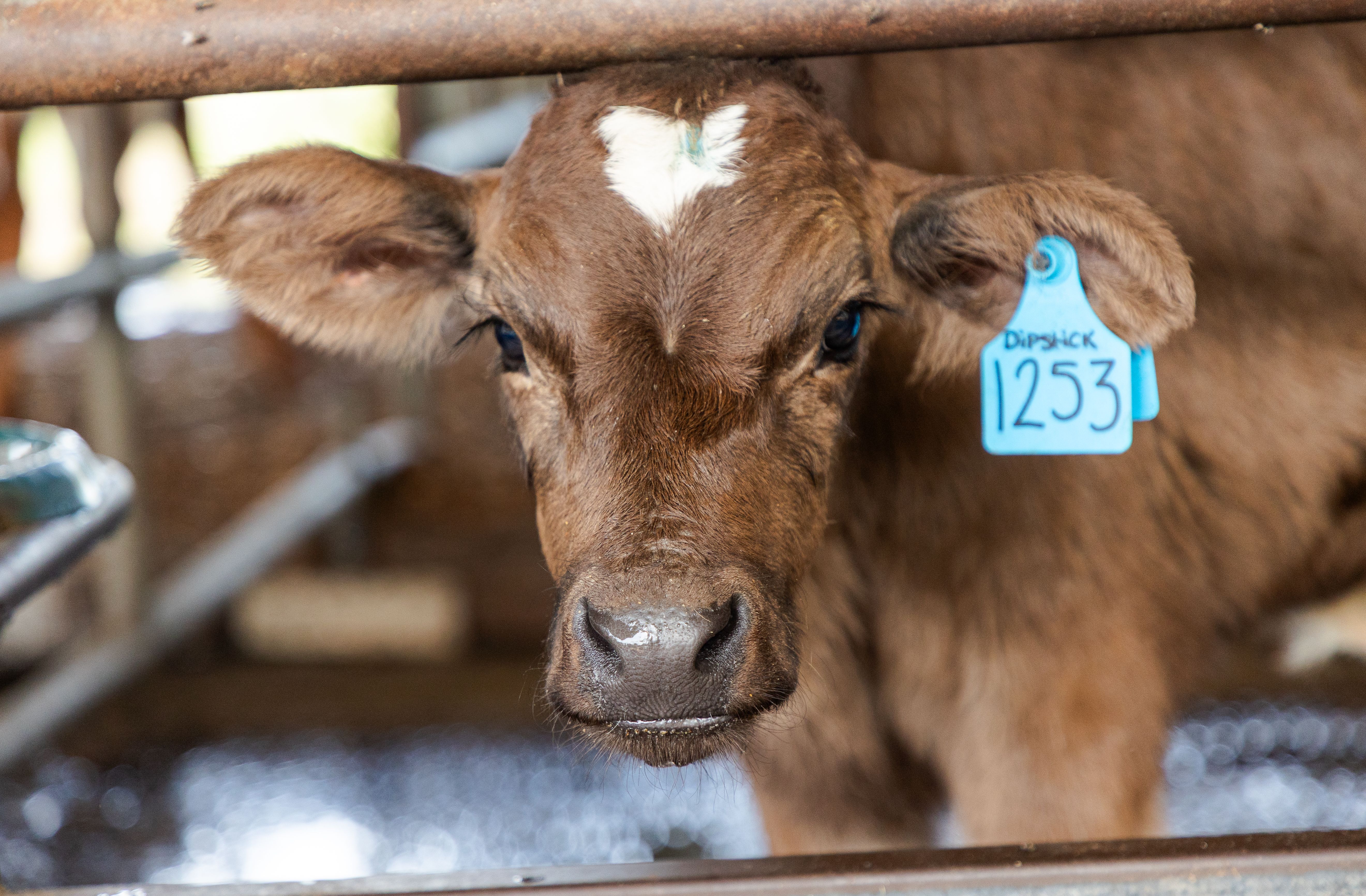 Curious Tagged Brown Calf in Farm Enclosure · Free Stock Photo