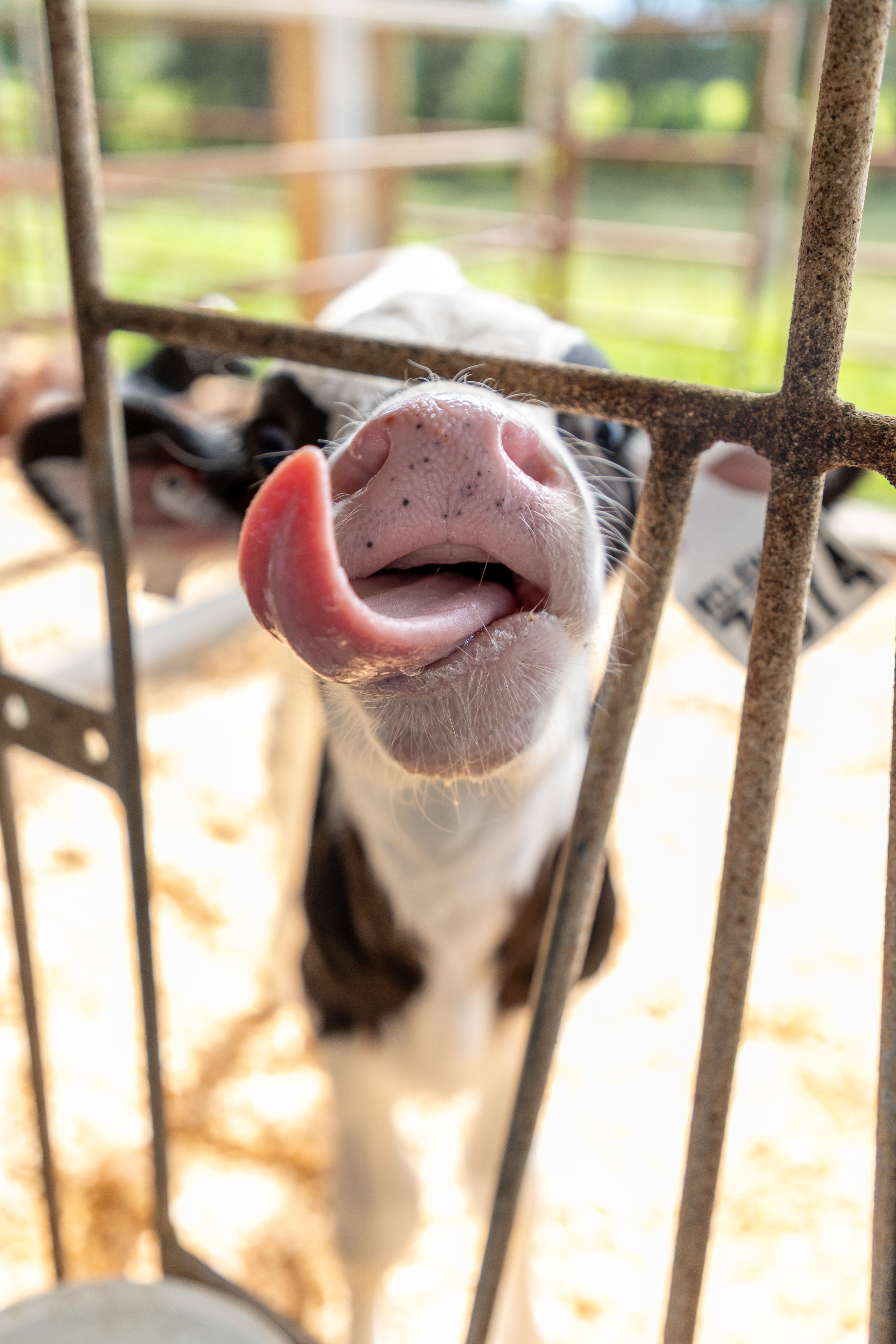 Close-up of Curious Calf Licking Nose · Free Stock Photo