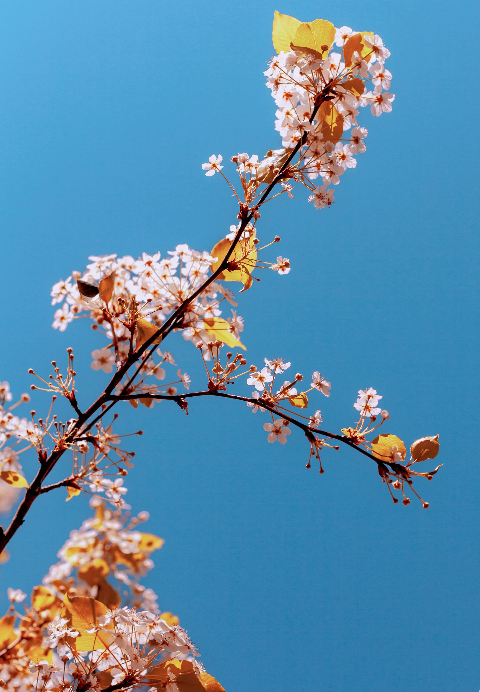 Blue Landscape Photos, Download The BEST Free Blue Landscape Stock ...