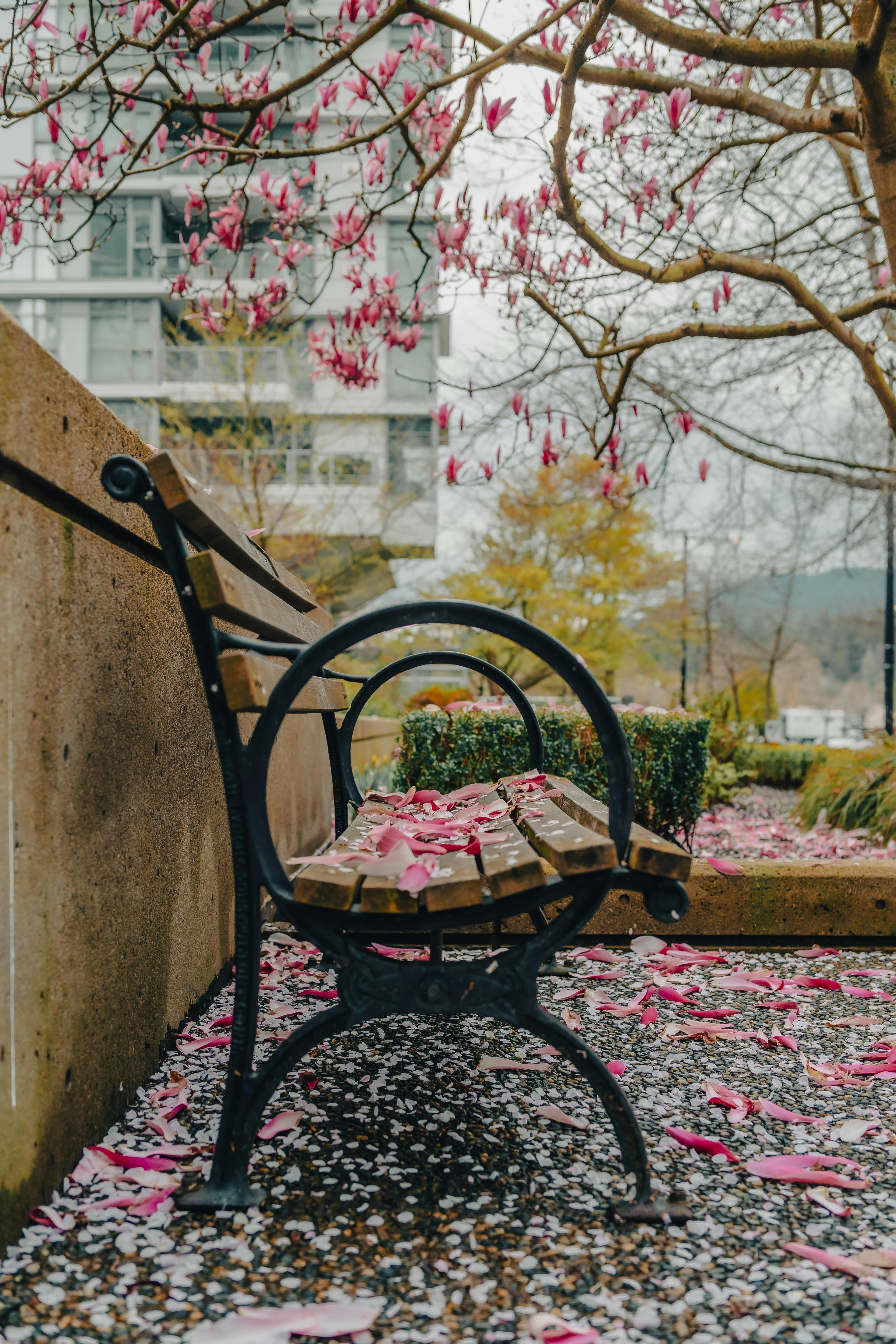 Serene Park Bench with Blossoms in Springtime · Free Stock Photo