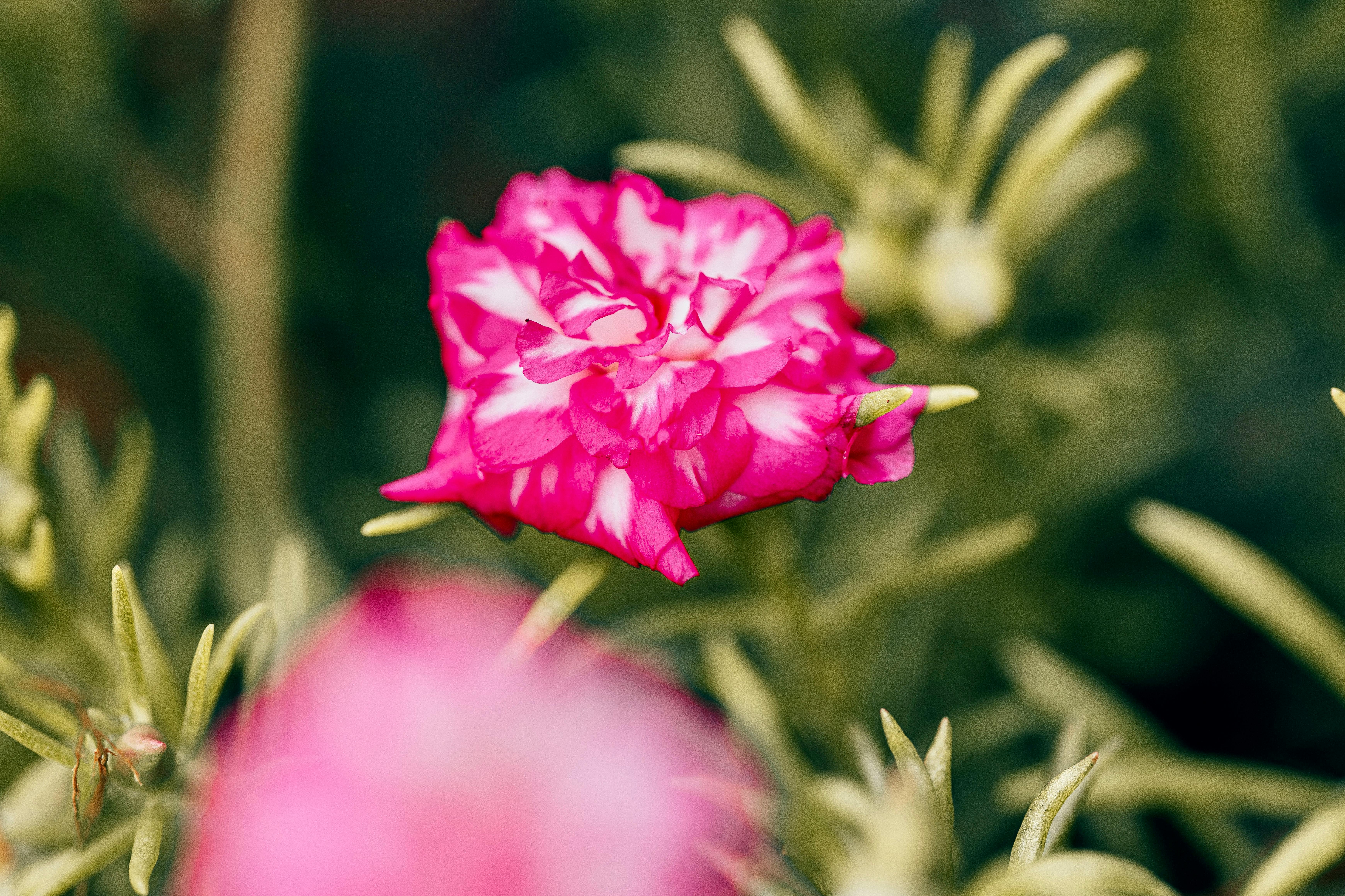 Carnation Bloom Photos, Download The BEST Free Carnation Bloom Stock ...
