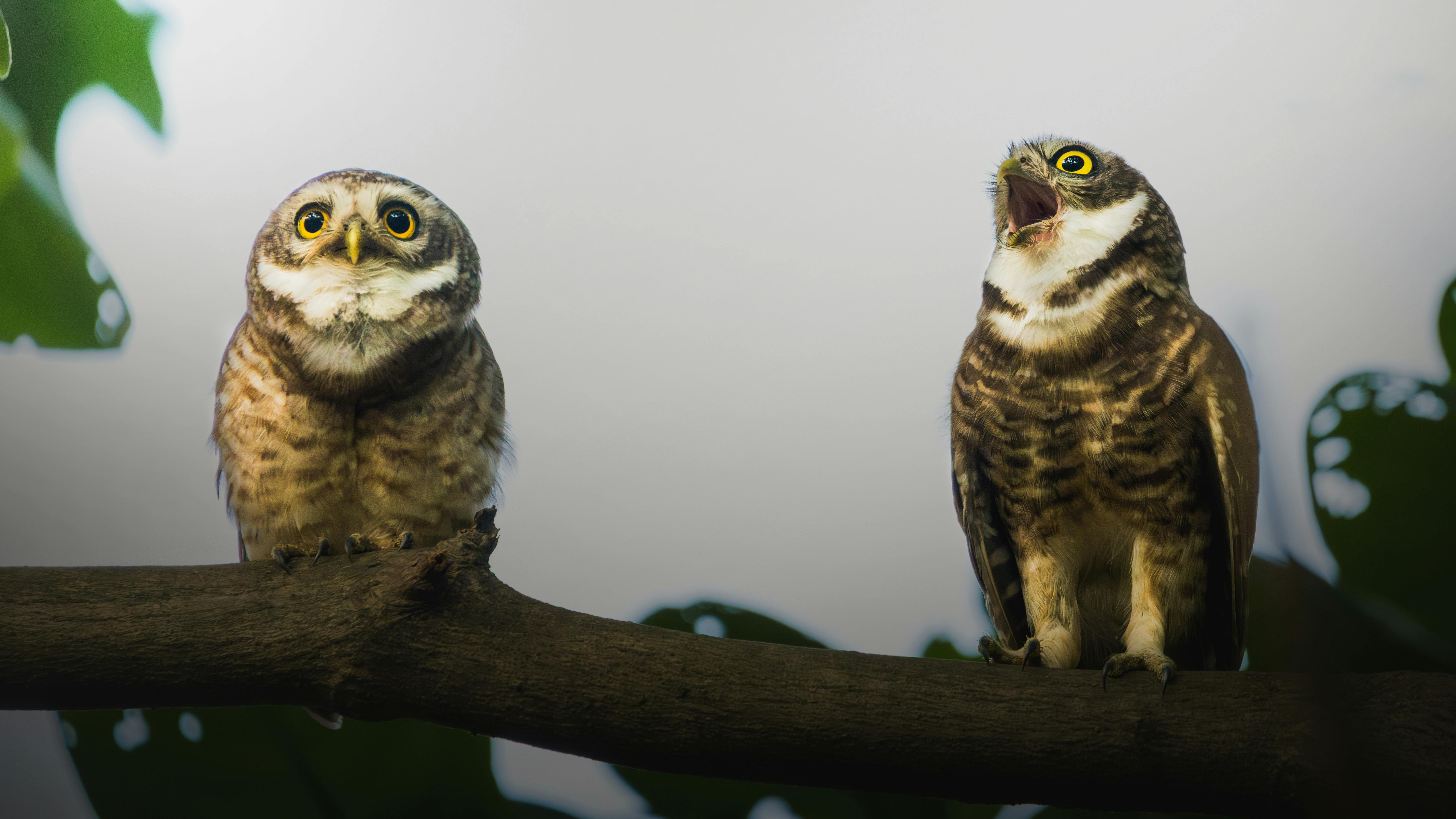 Two Alert Owls Perched on a Tree Branch · Free Stock Photo