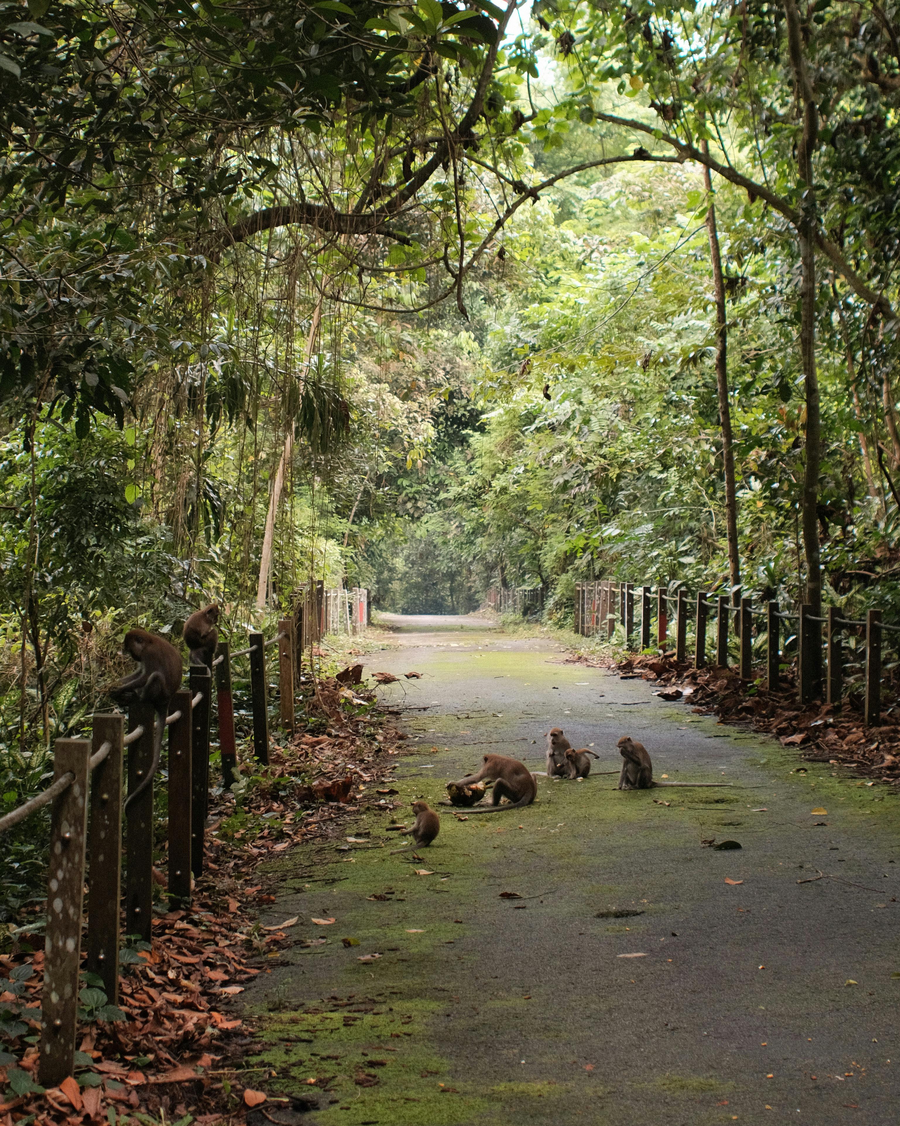 Monkeys on Forest Path Surrounded by Lush Greenery · Free Stock Photo