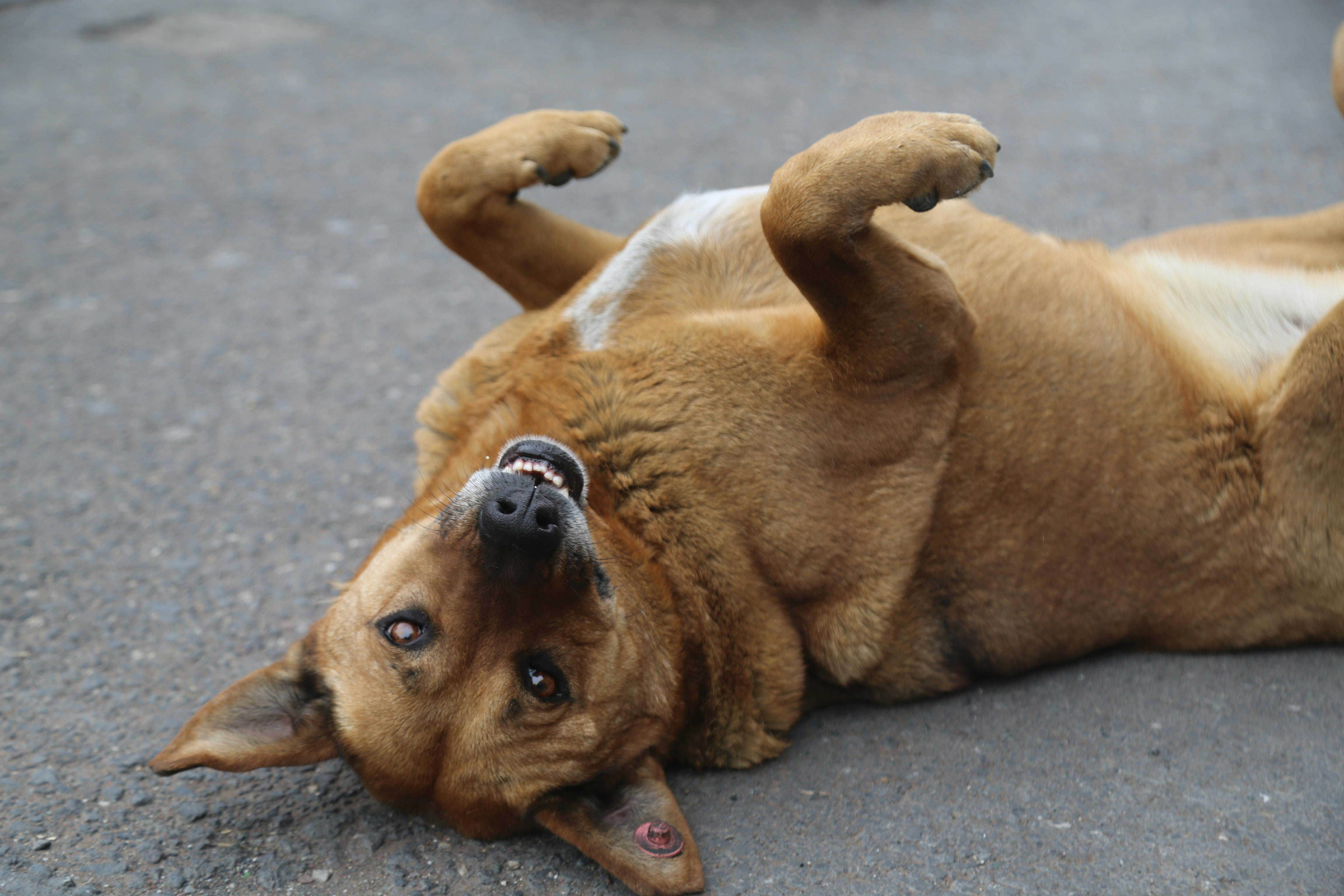 Submissive Colar Photos, Download The BEST Free Submissive Colar Stock ...