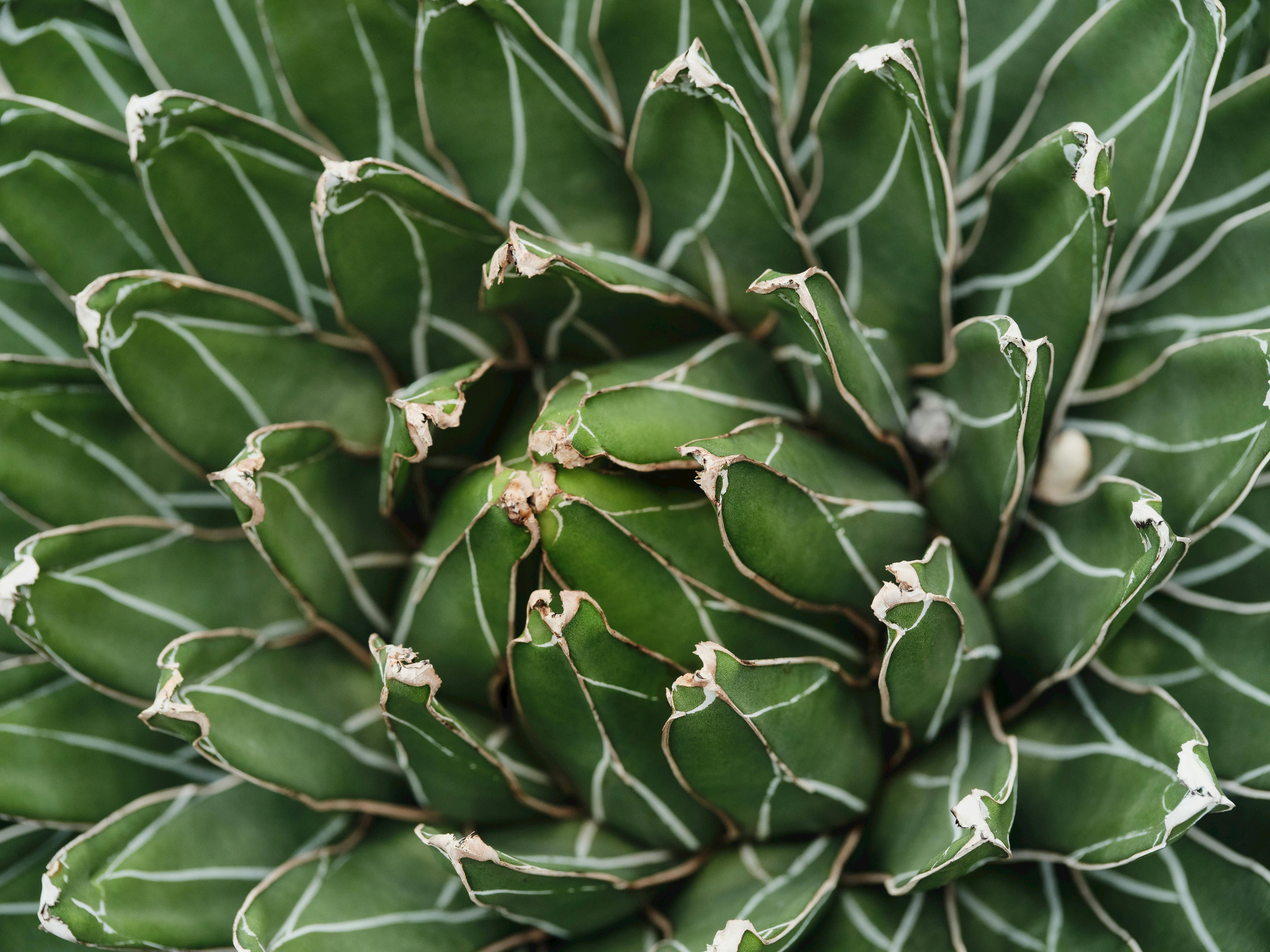 Close-up of an Agave Plant with Symmetrical Patterns · Free Stock Photo