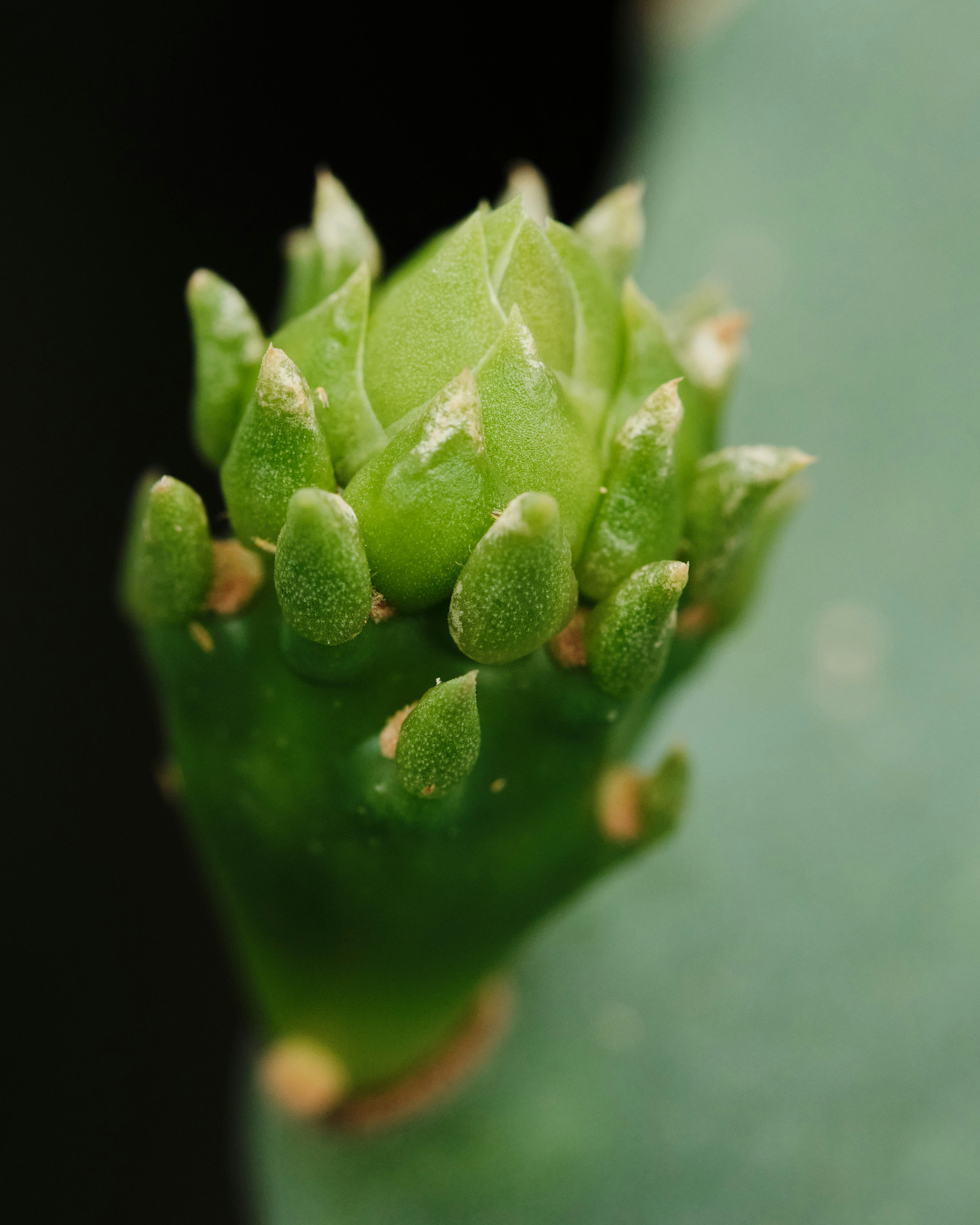 Close-up of Green Cactus Bud in Natural Light · Free Stock Photo