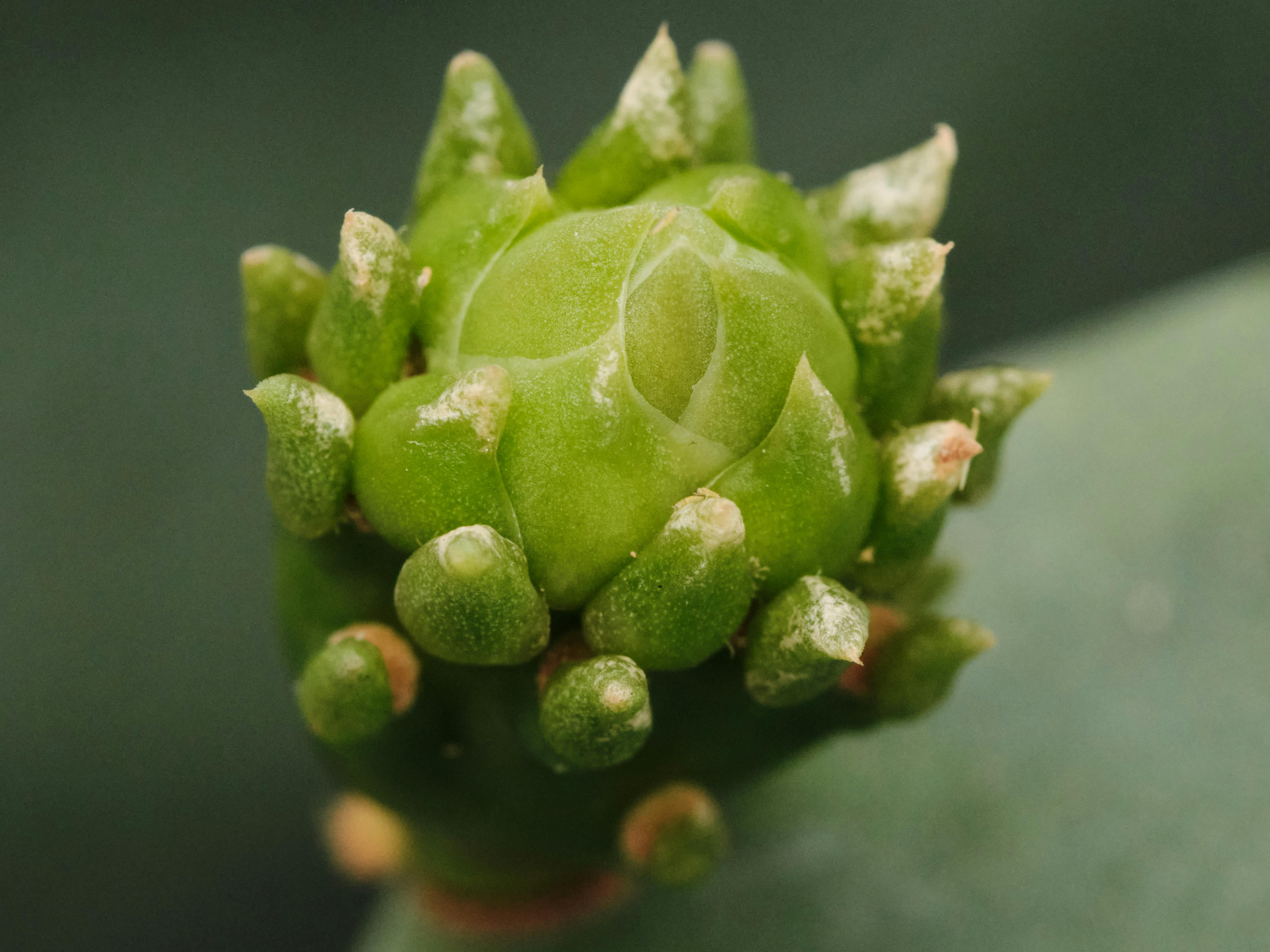 Close-Up of a Green Cactus Bud · Free Stock Photo