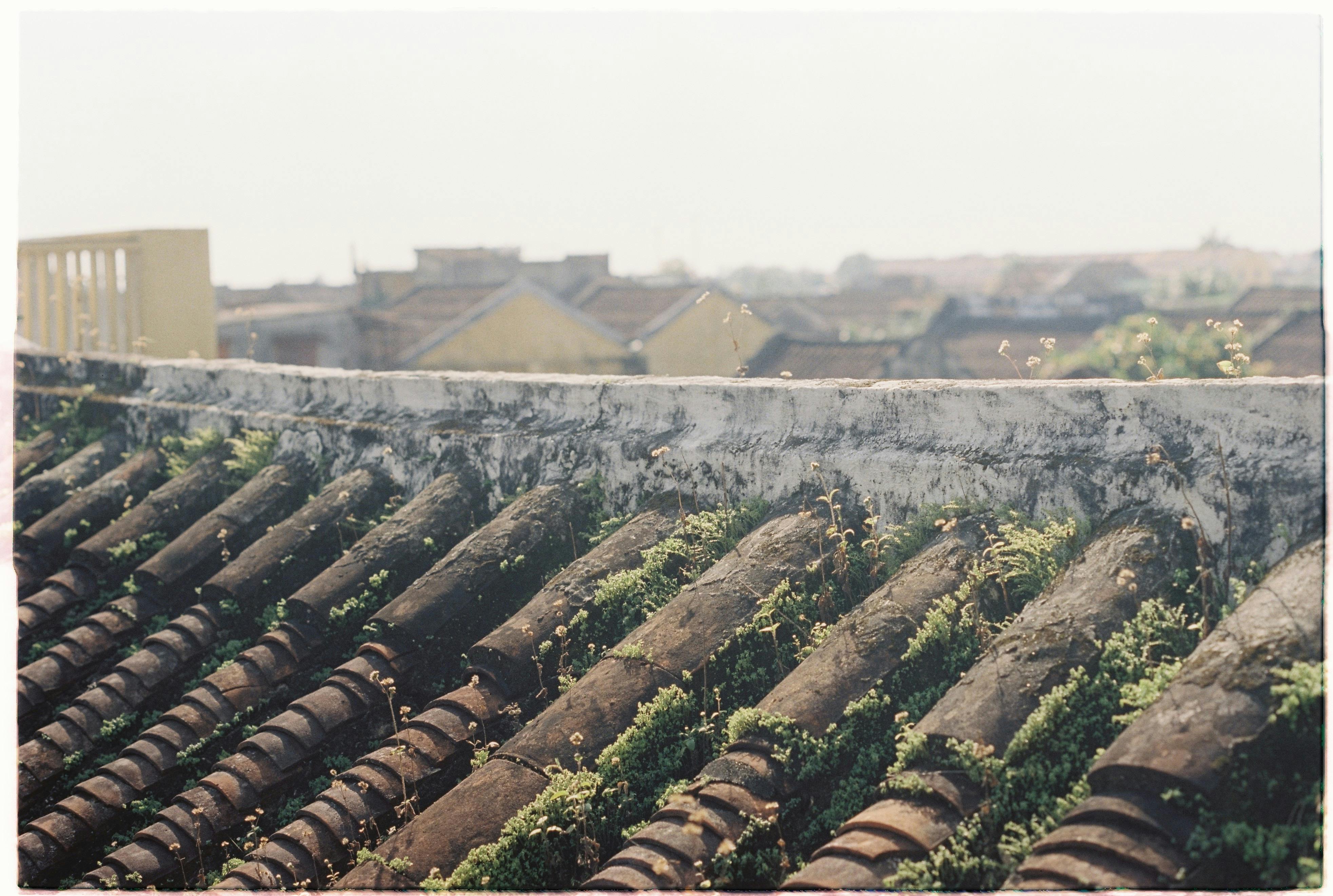 Vintage Roof Tiles with Moss in Old Town View · Free Stock Photo