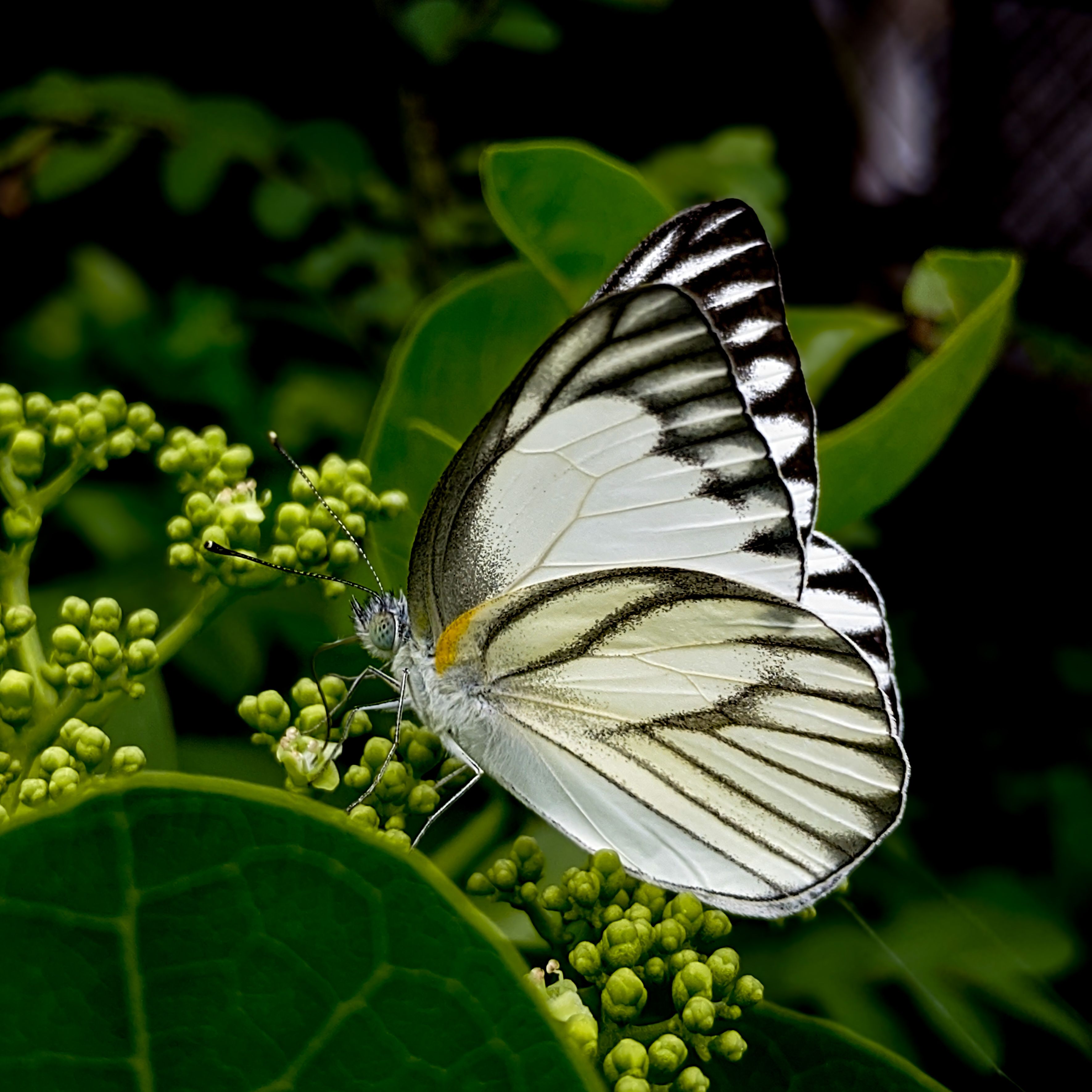 White Butterfly on Green Foliage in Nature · Free Stock Photo