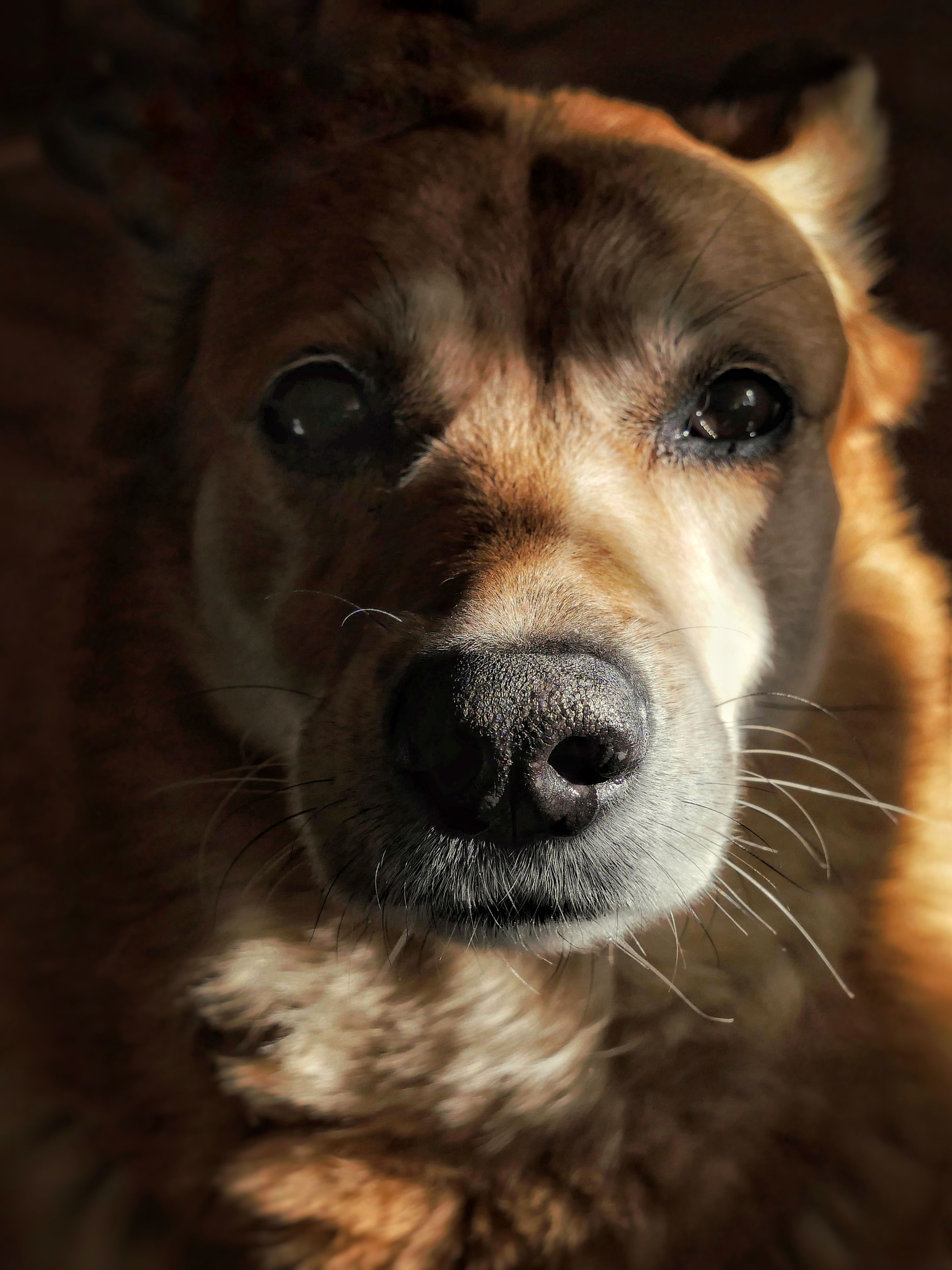 Close-Up Portrait of Golden Retriever in Warm Light · Free Stock Photo