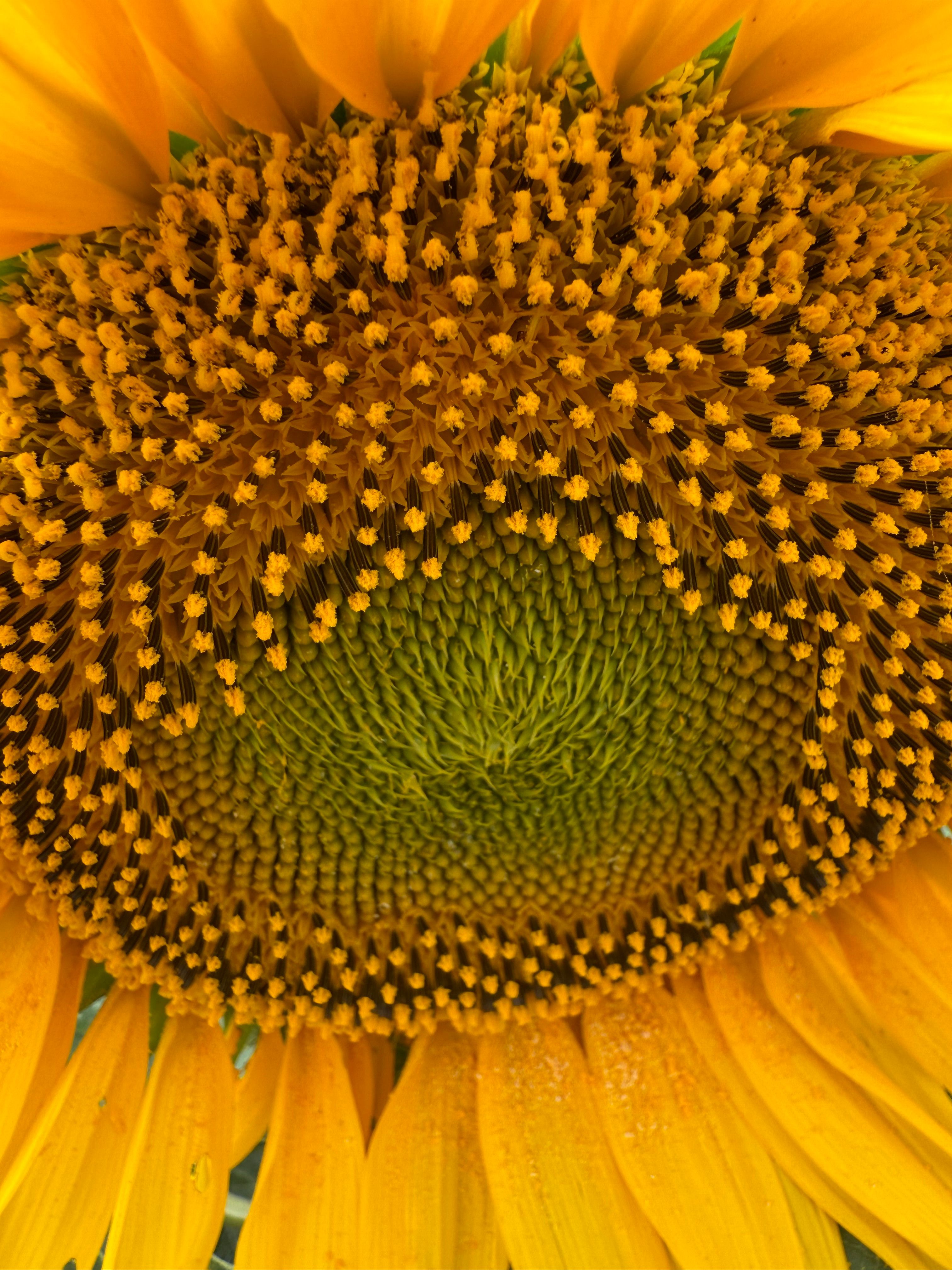 Macro Photography of a Sunflower · Free Stock Photo