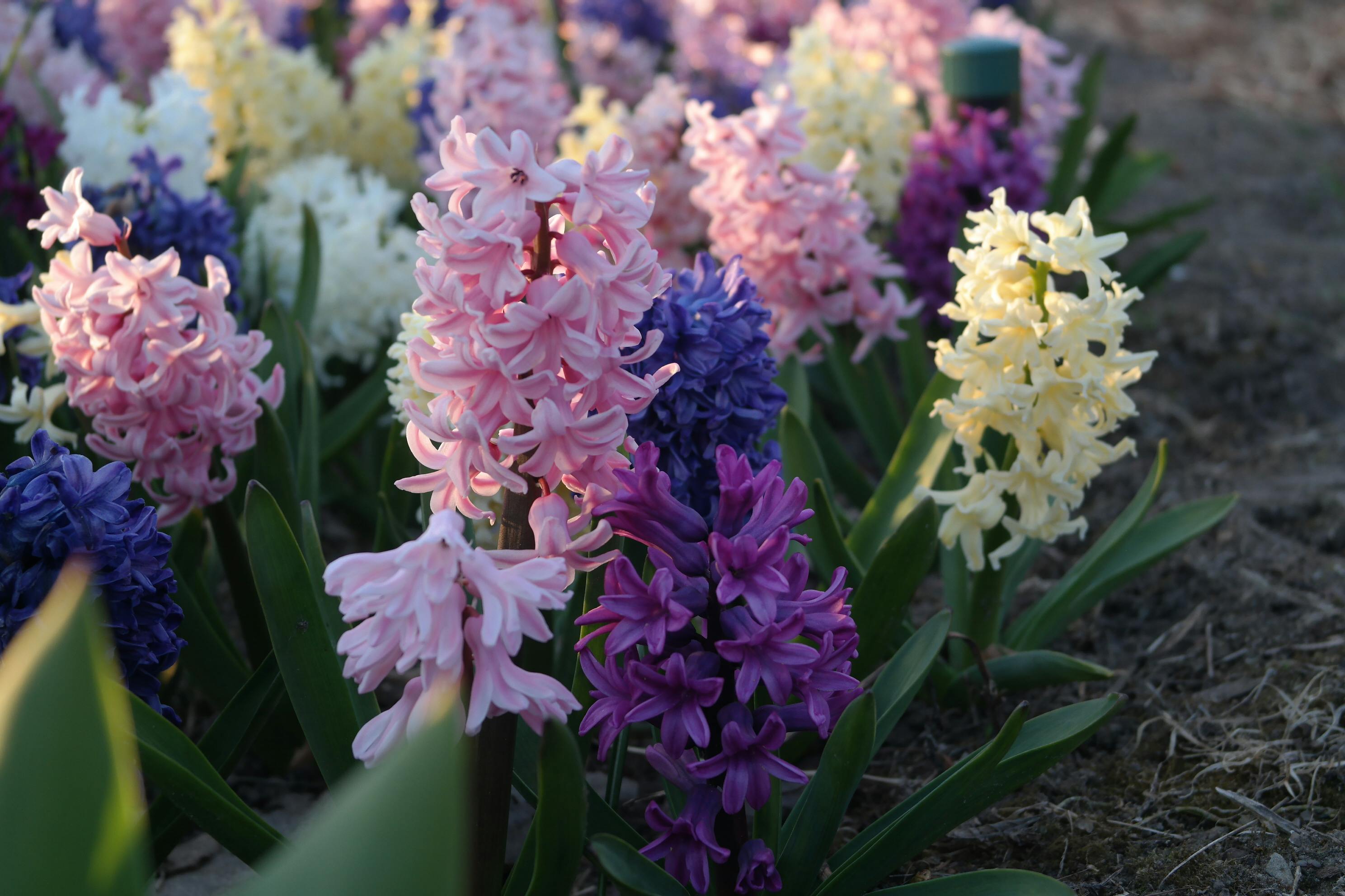Hyacinth Flower Meaning: History and Cultural Significance