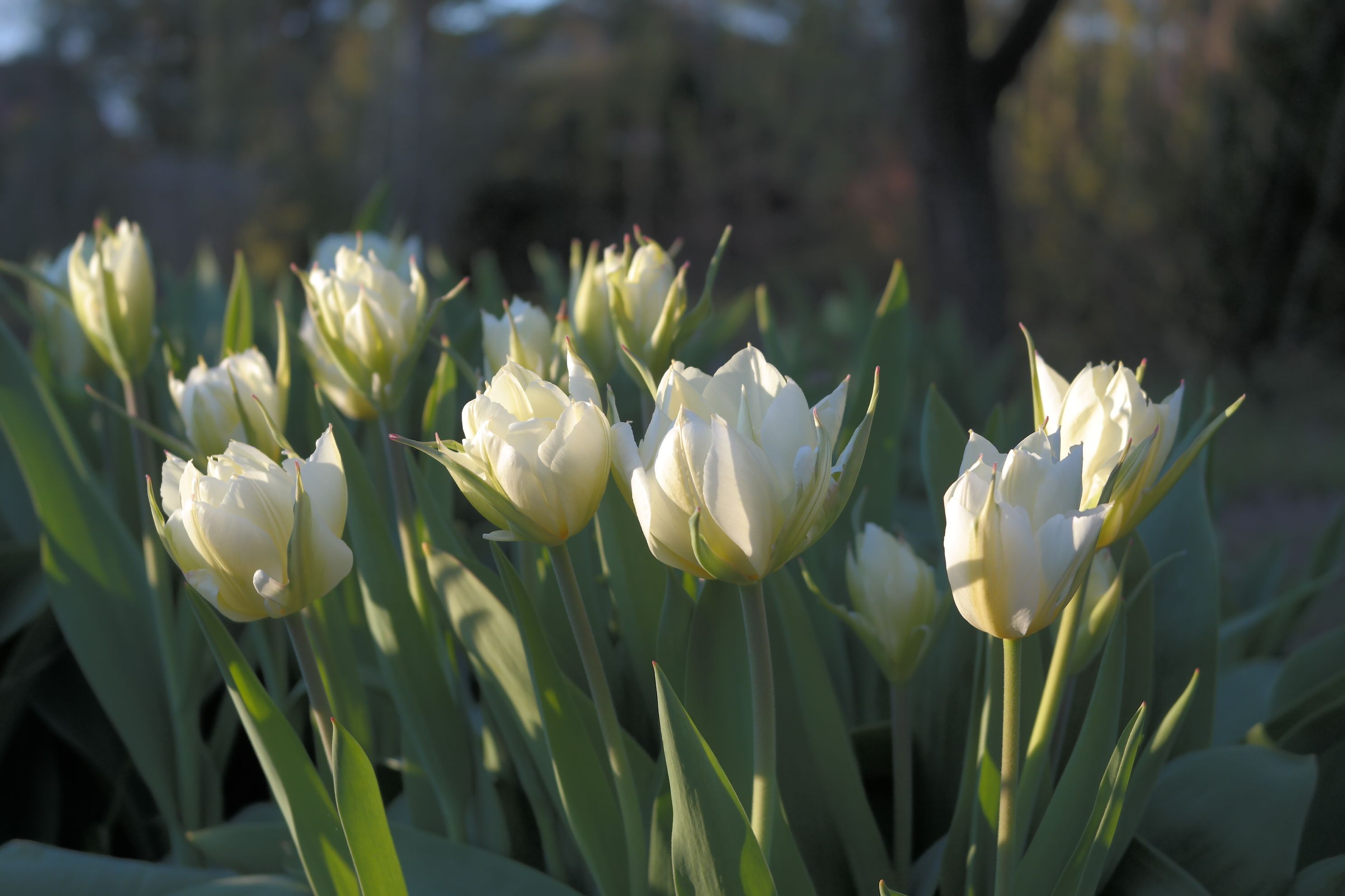 Sunny White Tulips in Bloom During Spring · Free Stock Photo
