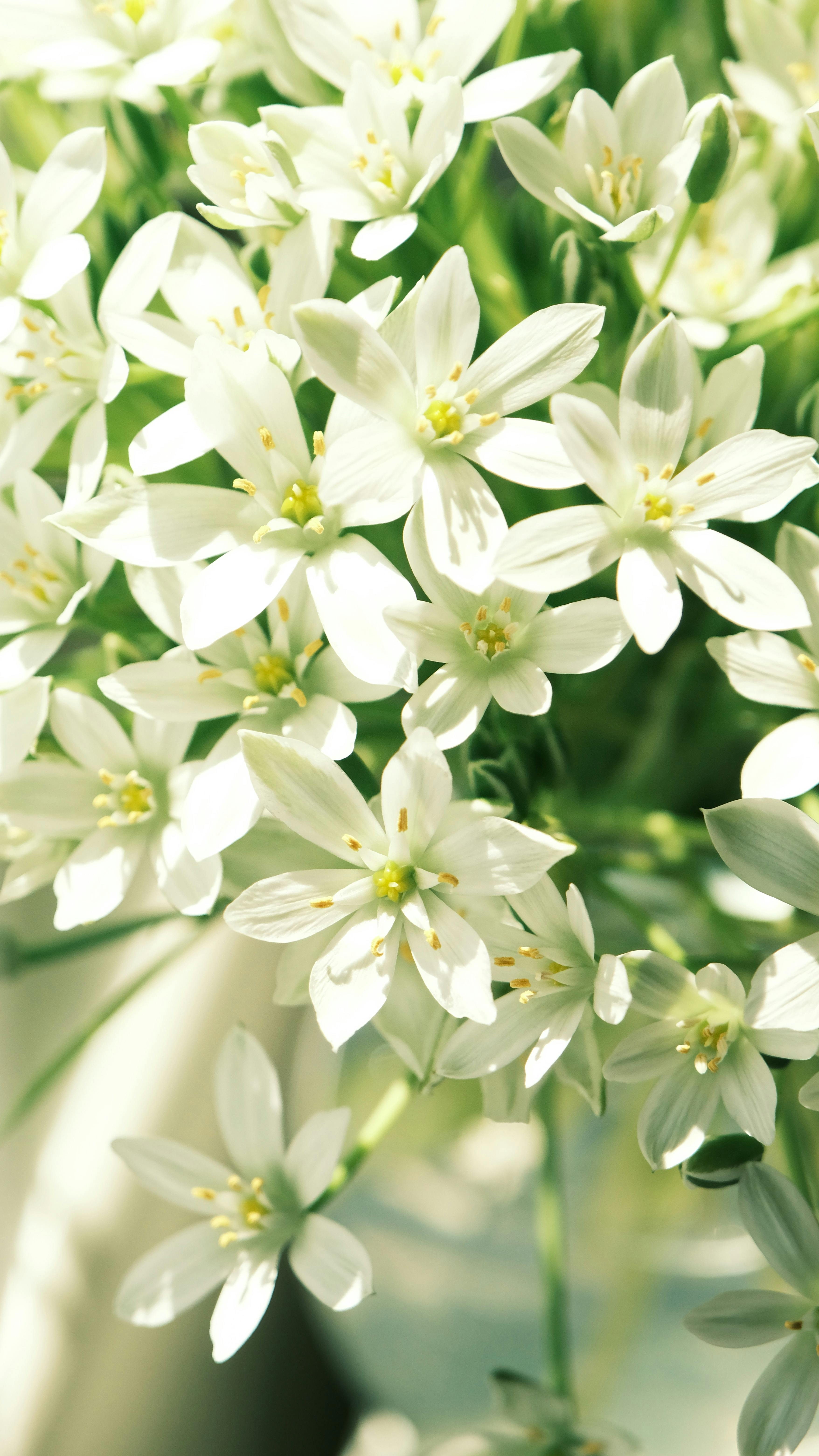 Close-up of Beautiful White Star Flowers in Sunlight · Free Stock Photo