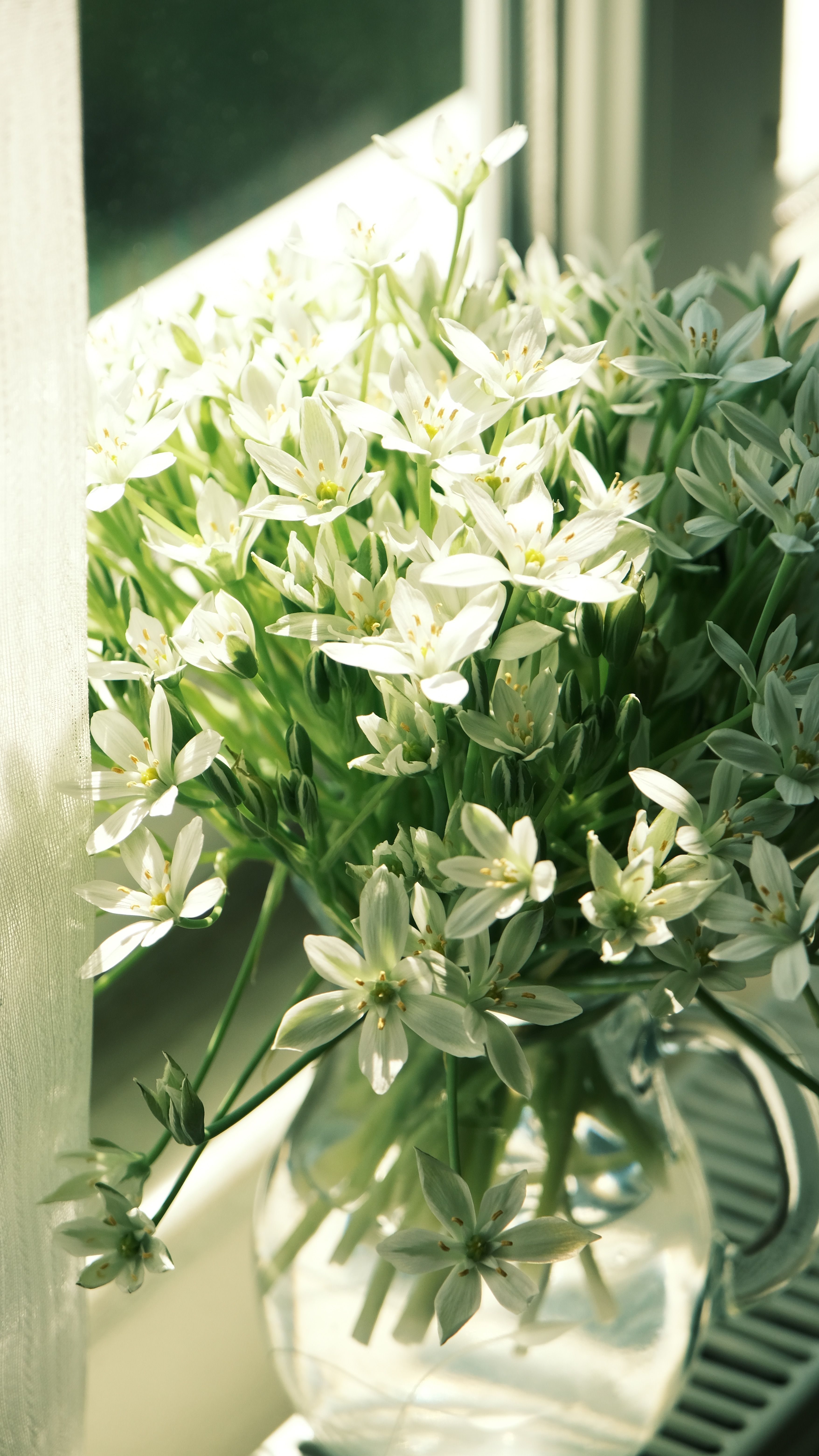 Elegant White Flowers in Glass Pitcher by Window · Free Stock Photo