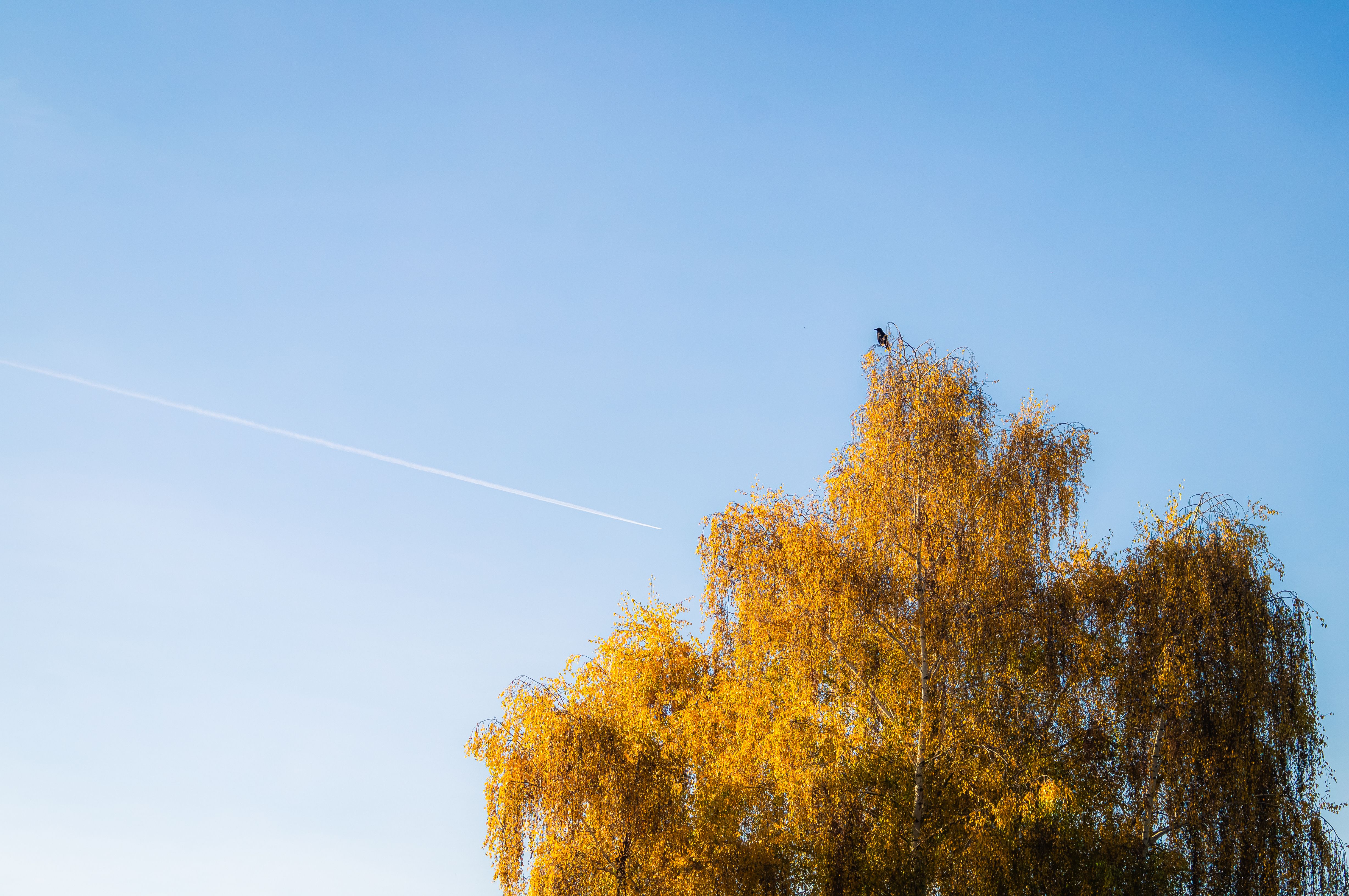 Autumn Birch Tree with Bird Under Blue Sky · Free Stock Photo