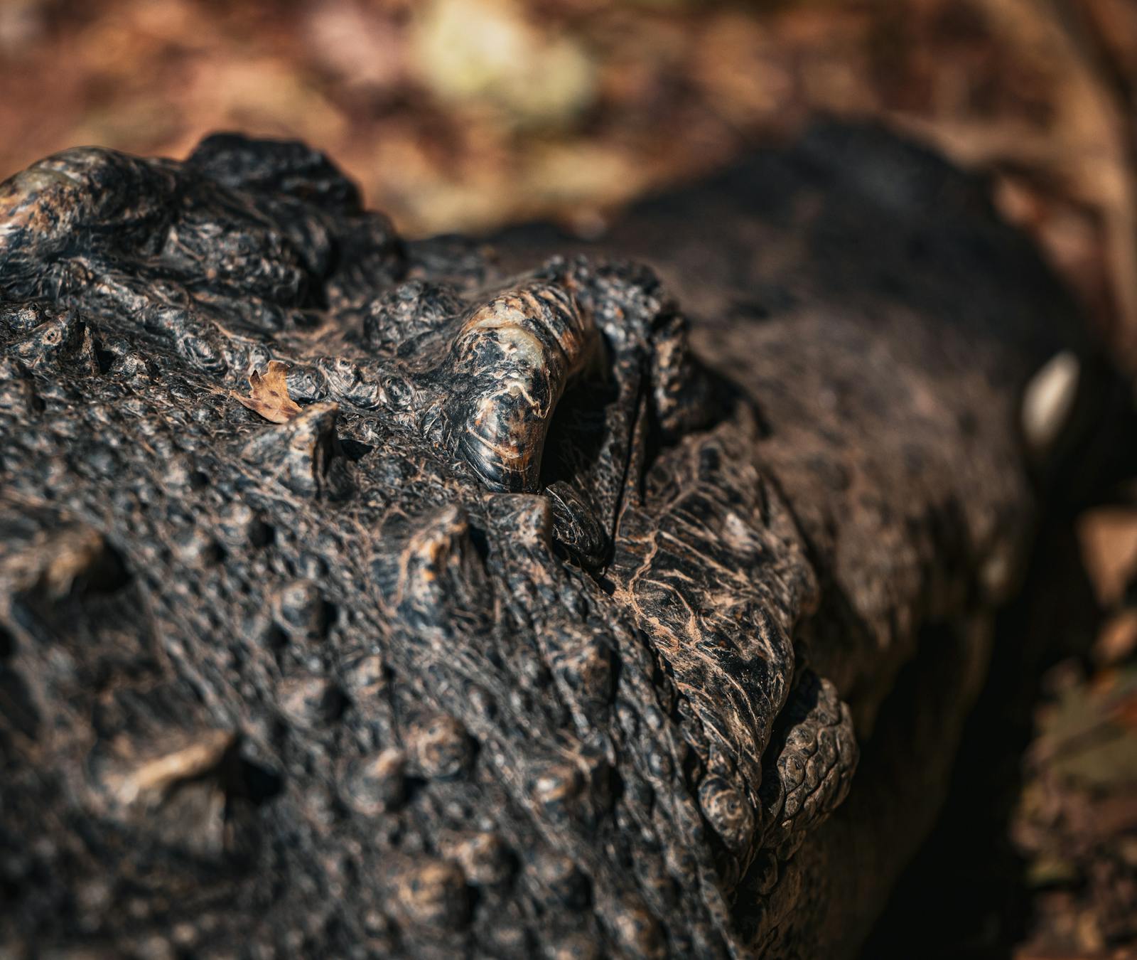 Images Of Alligator Photos, Download The BEST Free Images Of Alligator ...