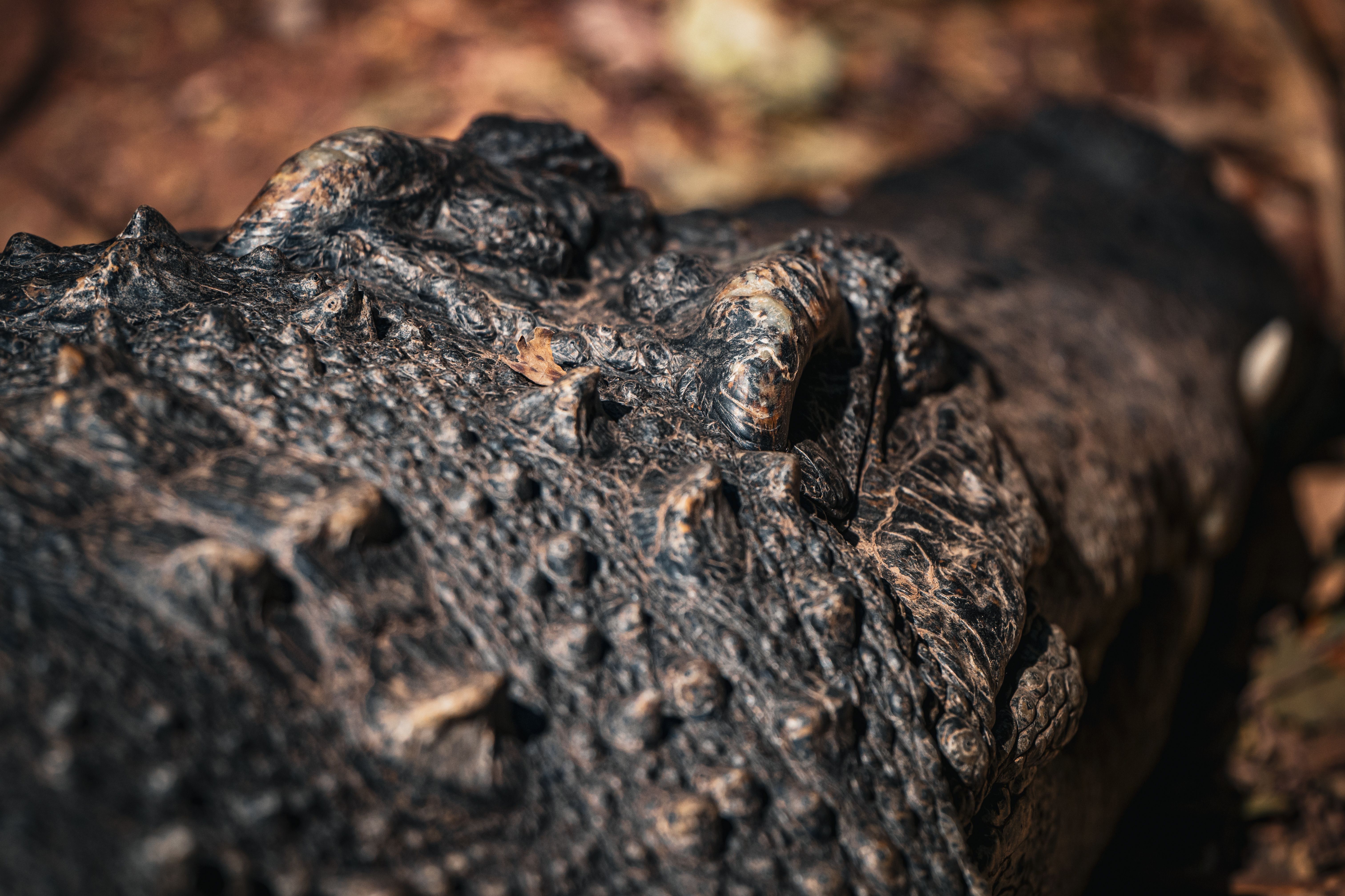 Close-Up of a Crocodile's Textured Skin in Thailand · Free Stock Photo