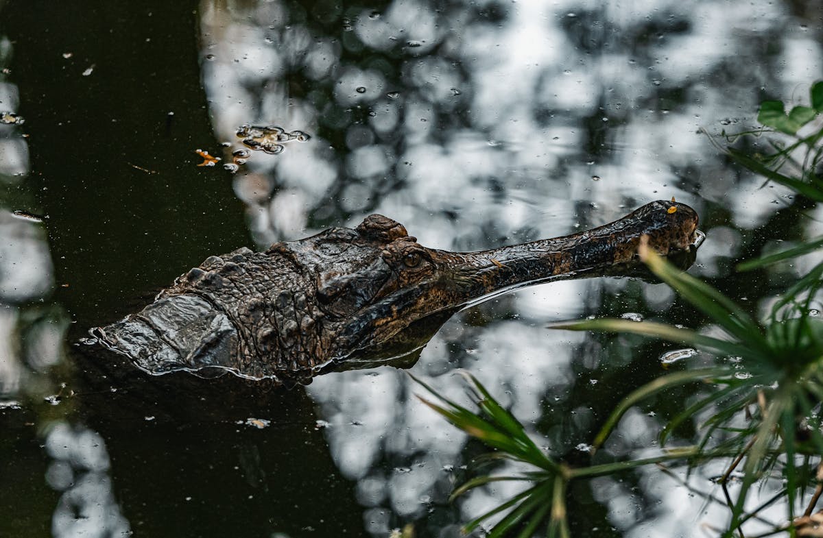 Bombardino Crocodile Photos, Download The BEST Free Bombardino ...