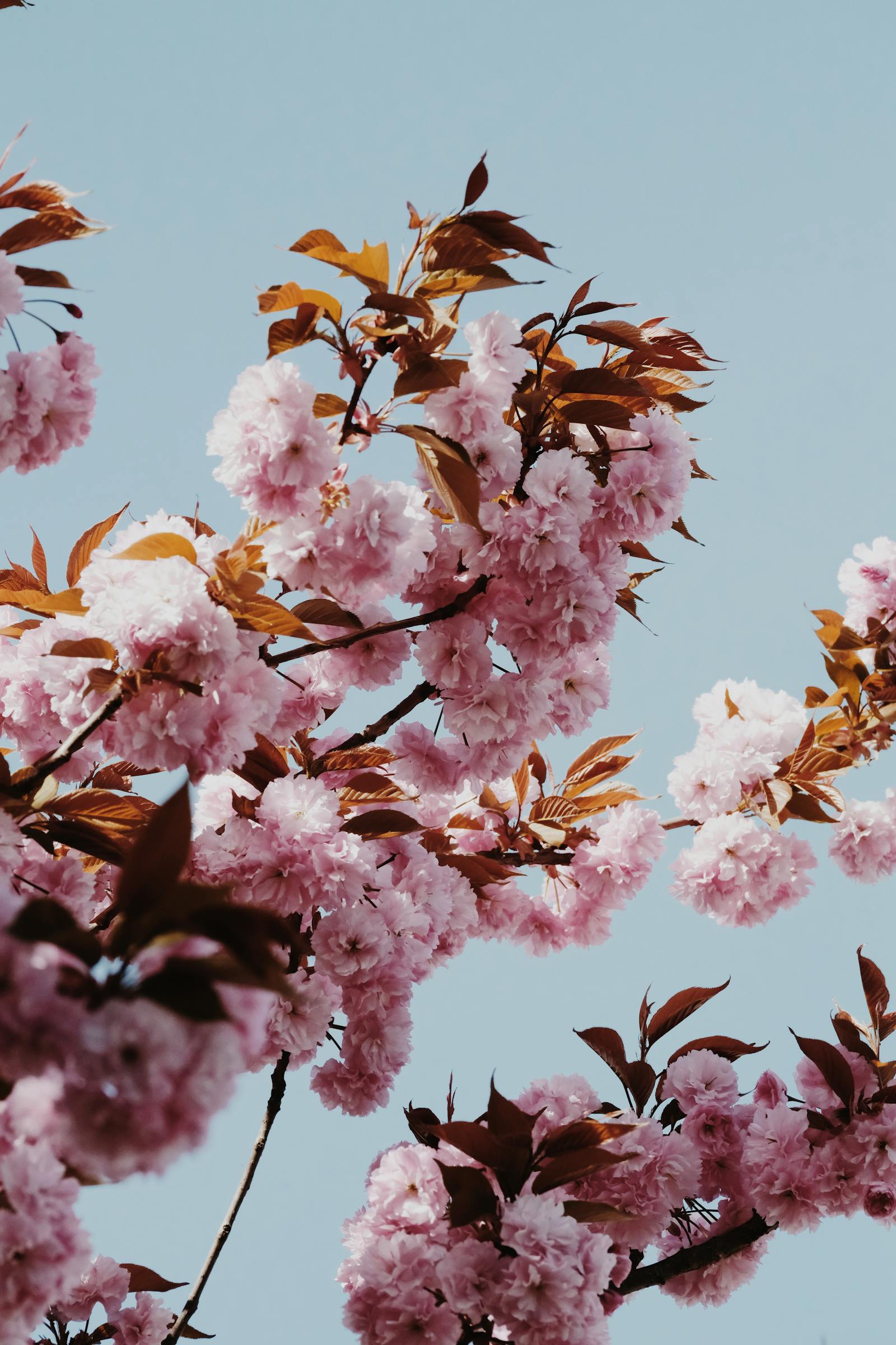 Beautiful+Xxxxx Photos, Download The BEST Free Beautiful+Xxxxx Stock ...