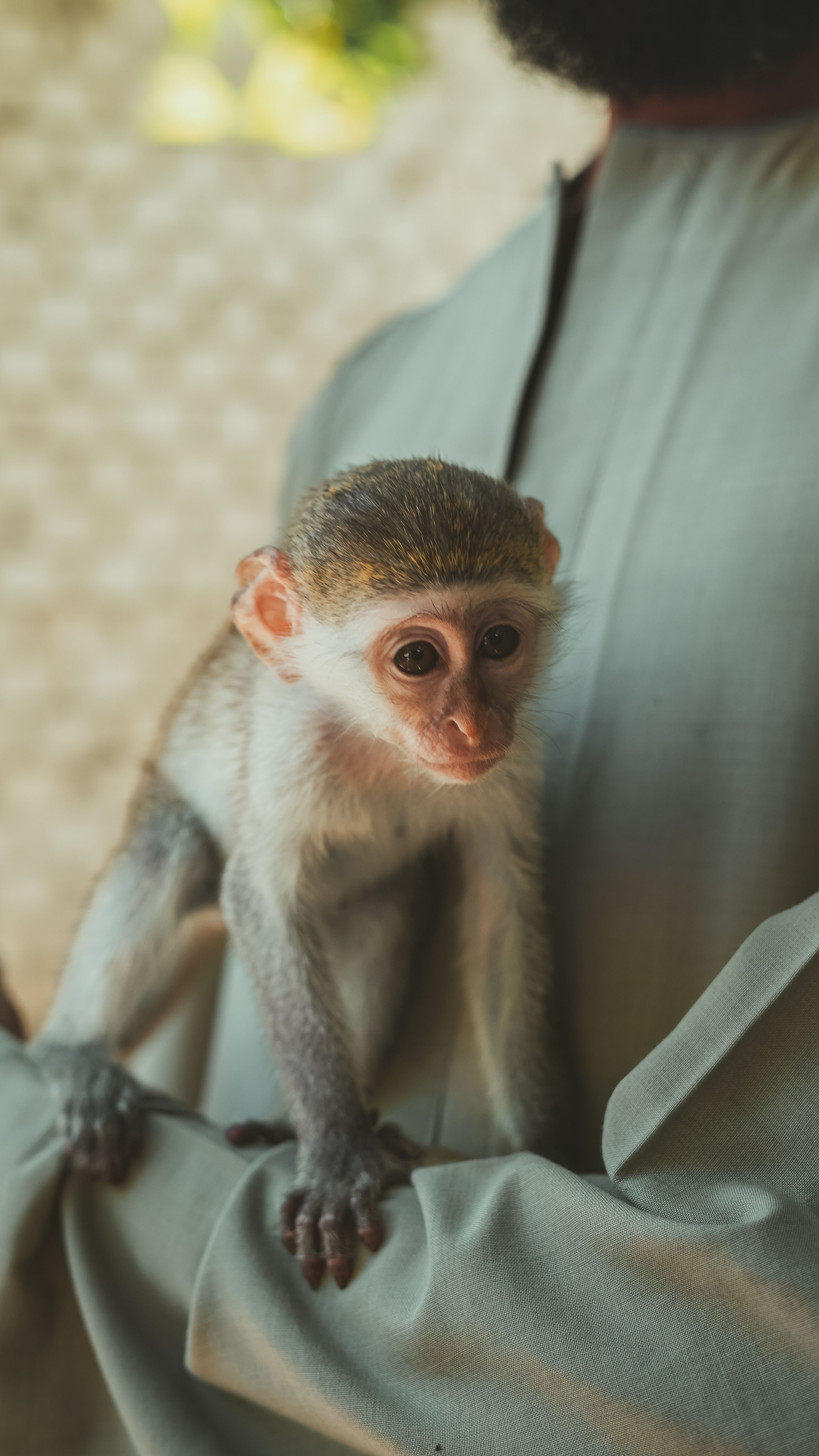 Baby Monkey on Human Arm in Egypt · Free Stock Photo