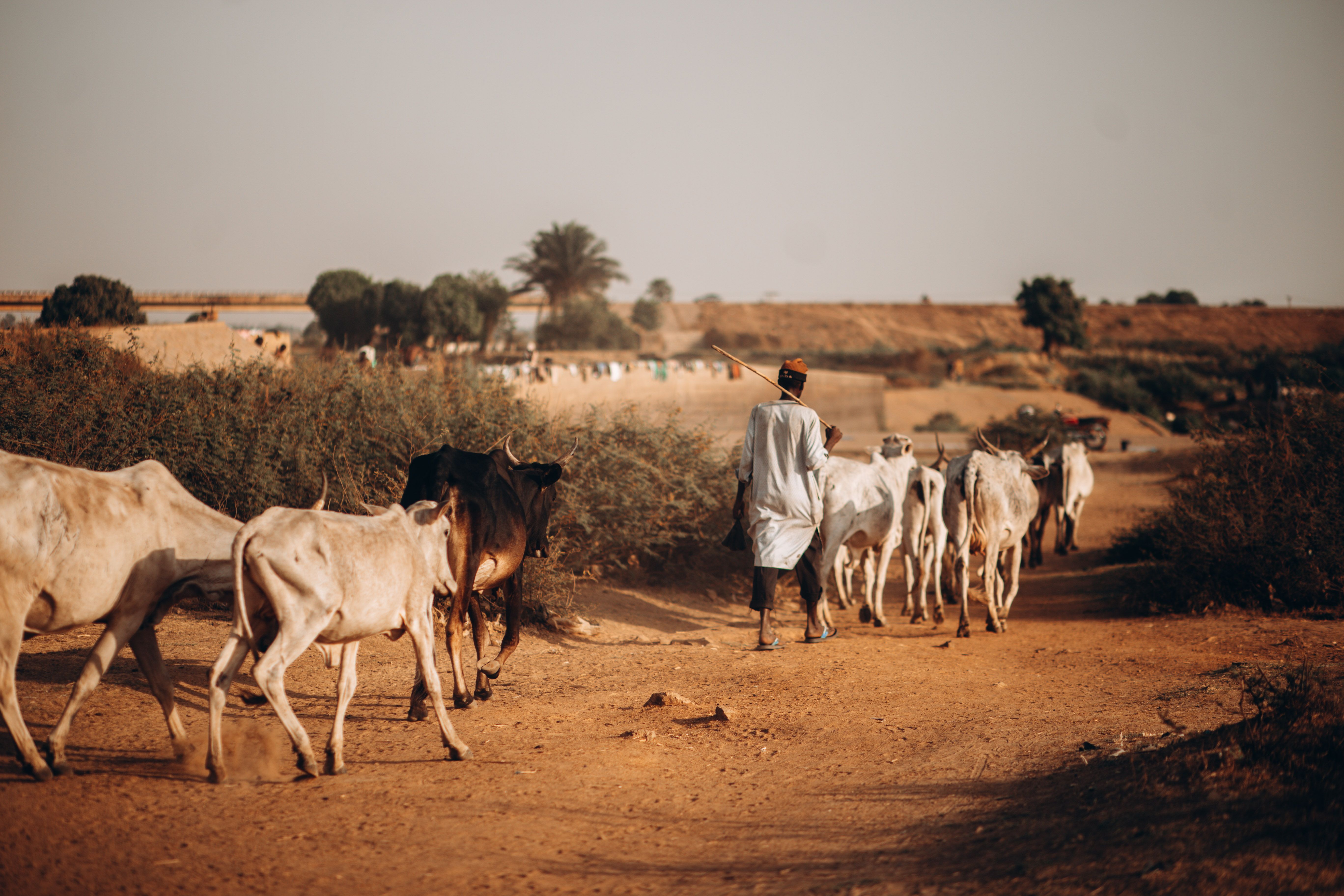Pastoral Scene with Herdsman and Cattle in Rural Setting · Free Stock Photo