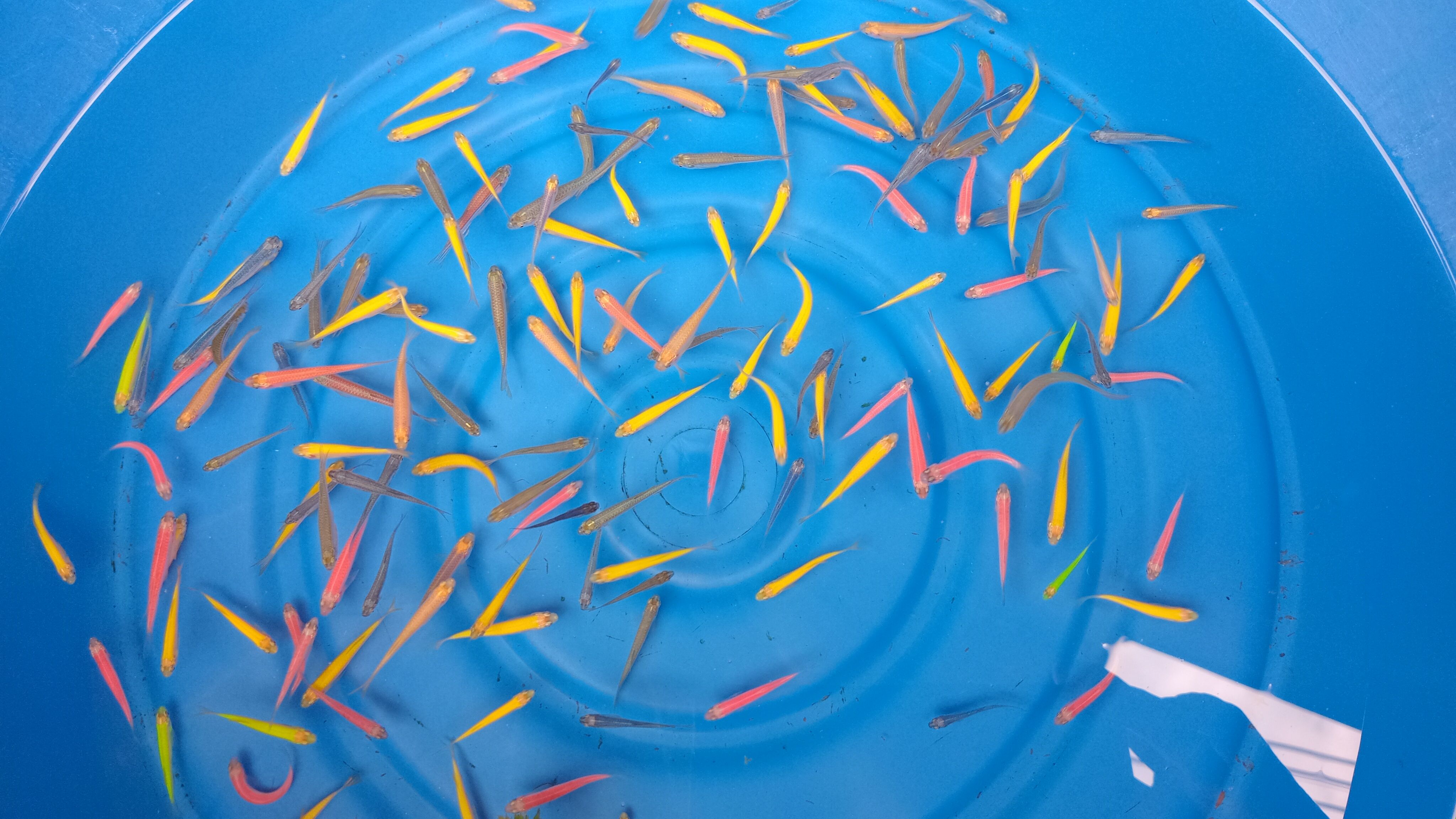 Colorful Fish in a Blue Tub - Top View · Free Stock Photo