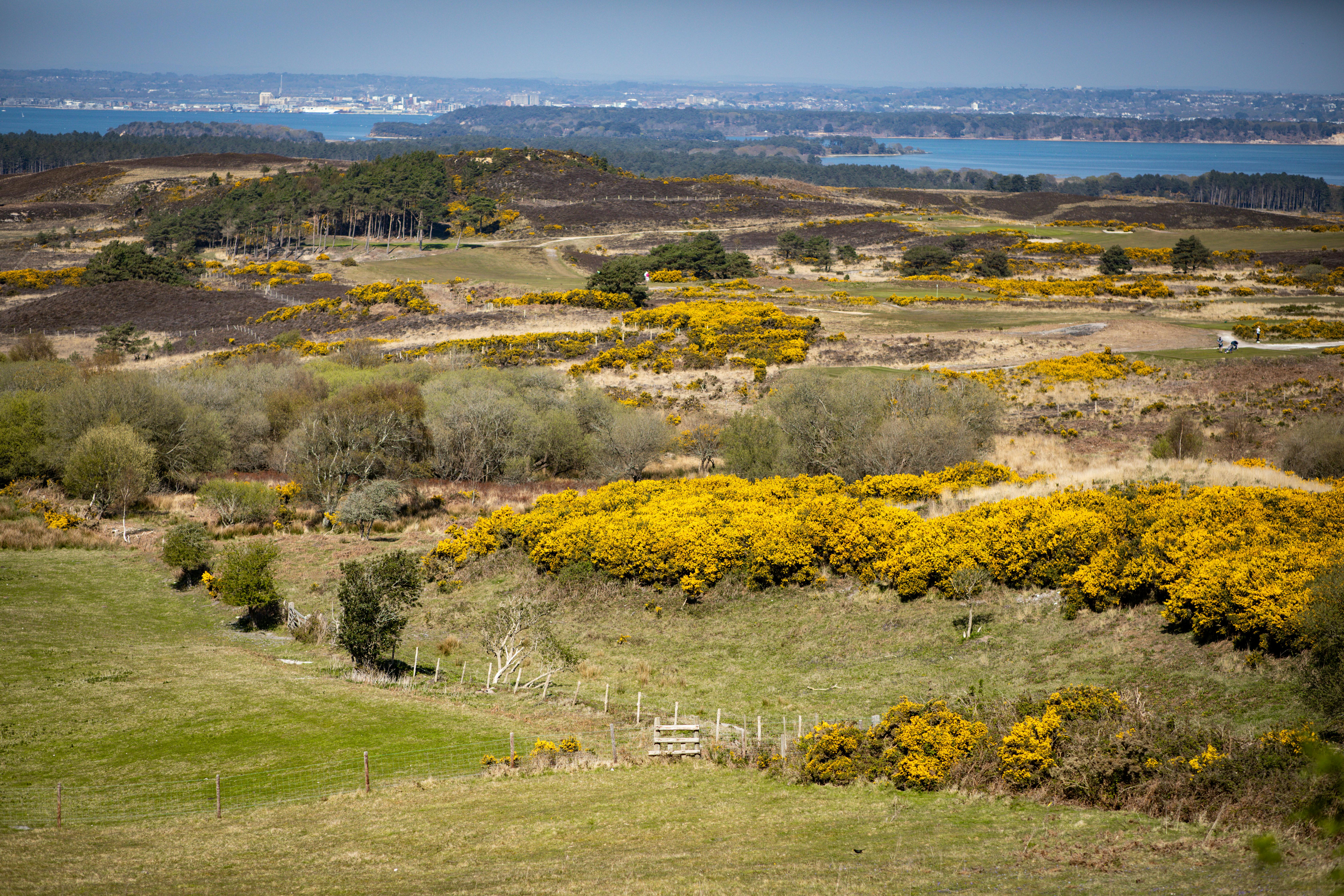 Scenic Countryside View with Blooming Gorse in England · Free Stock Photo