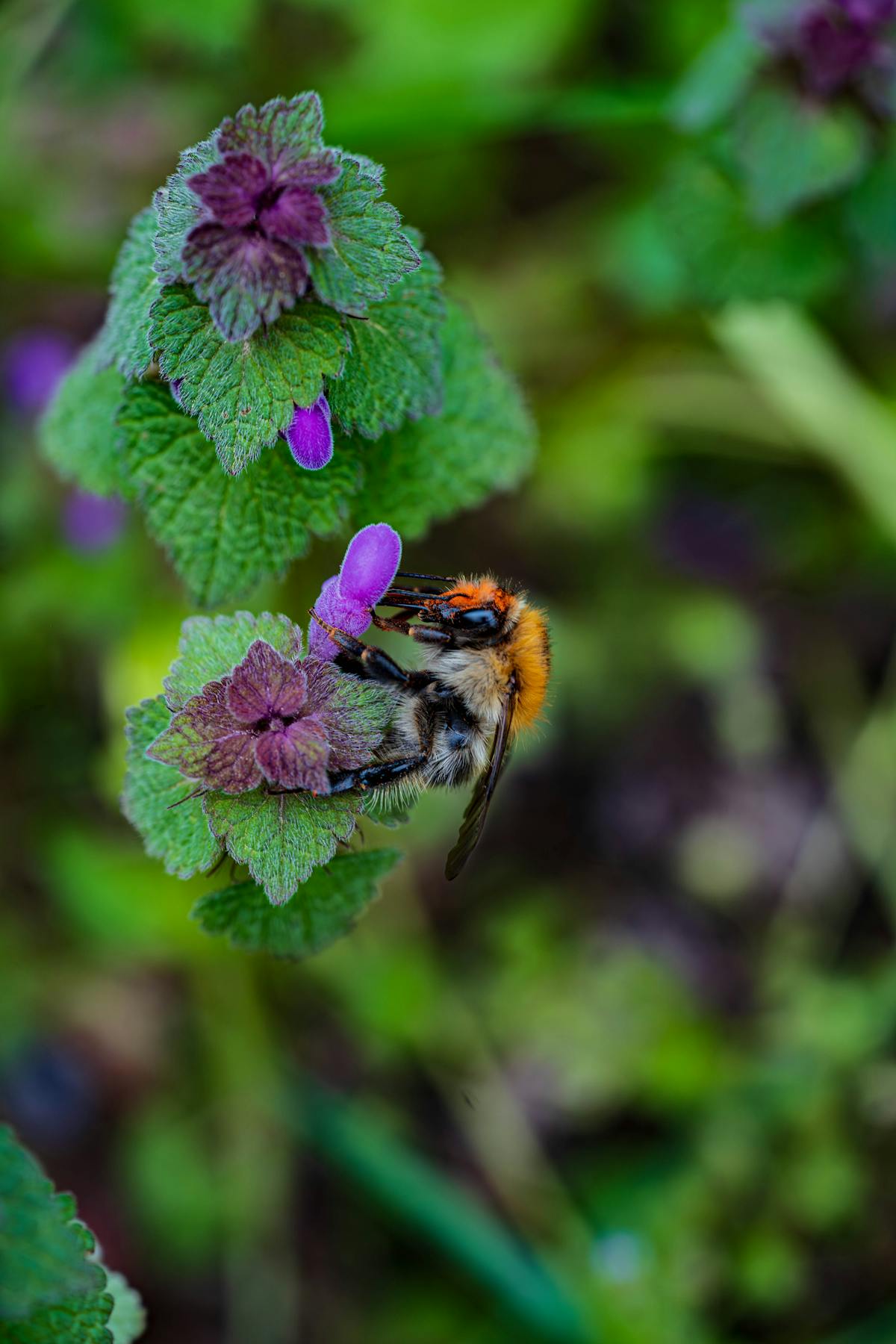 Bee Wings Photos, Download The BEST Free Bee Wings Stock Photos & HD Images