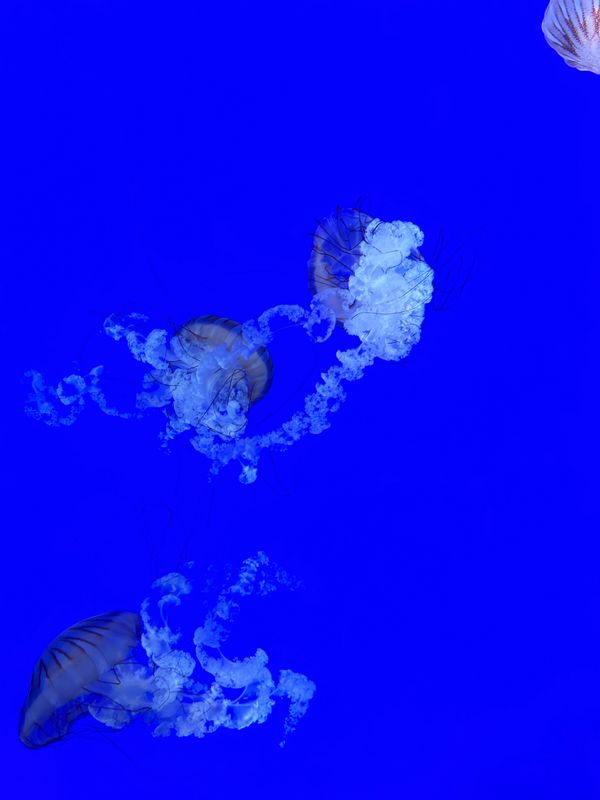 Color: Blue Photos, Download The BEST Free Color: Blue Stock Photos ...