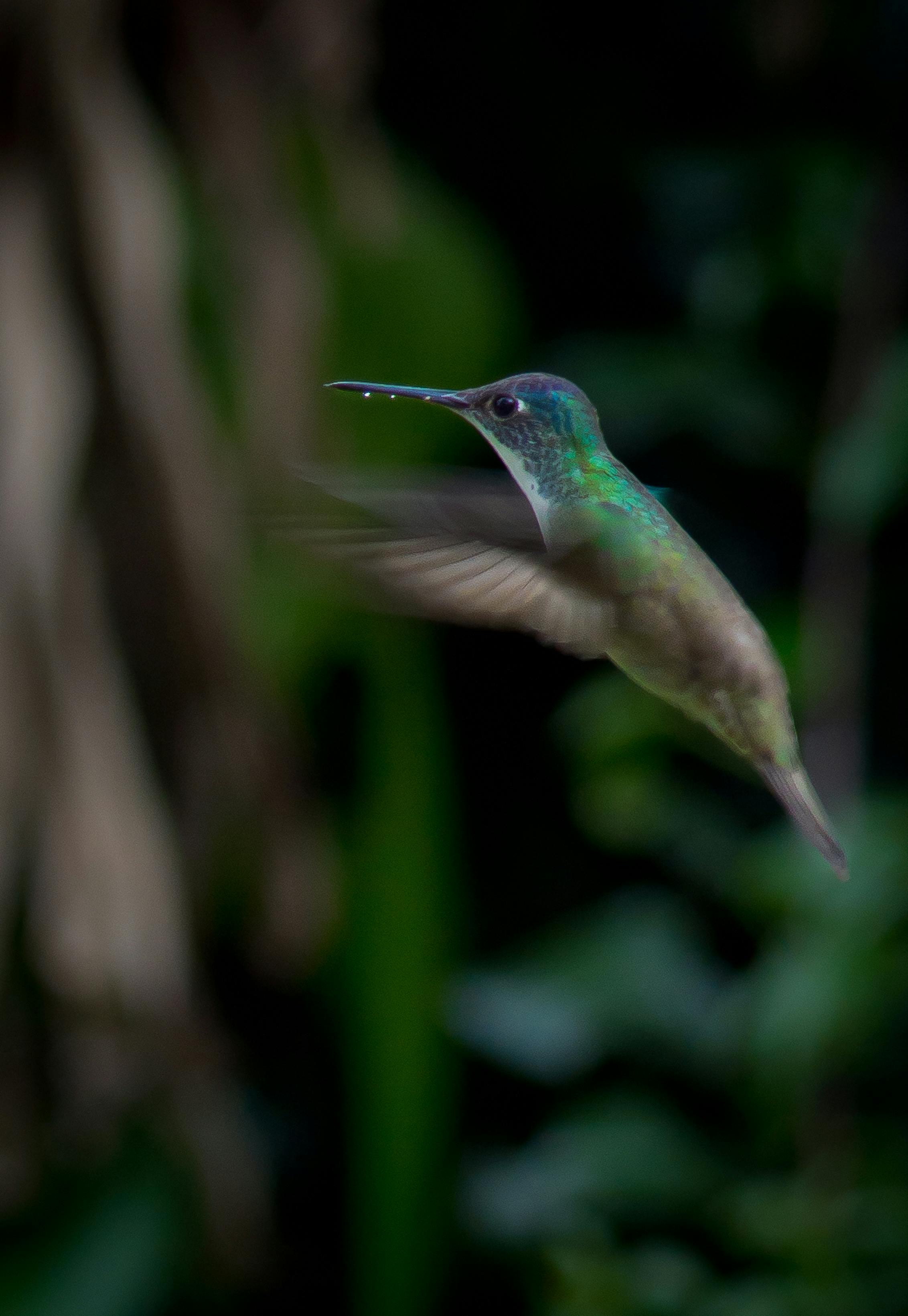 Vibrant Hummingbird in Flight in Lush Greenery · Free Stock Photo