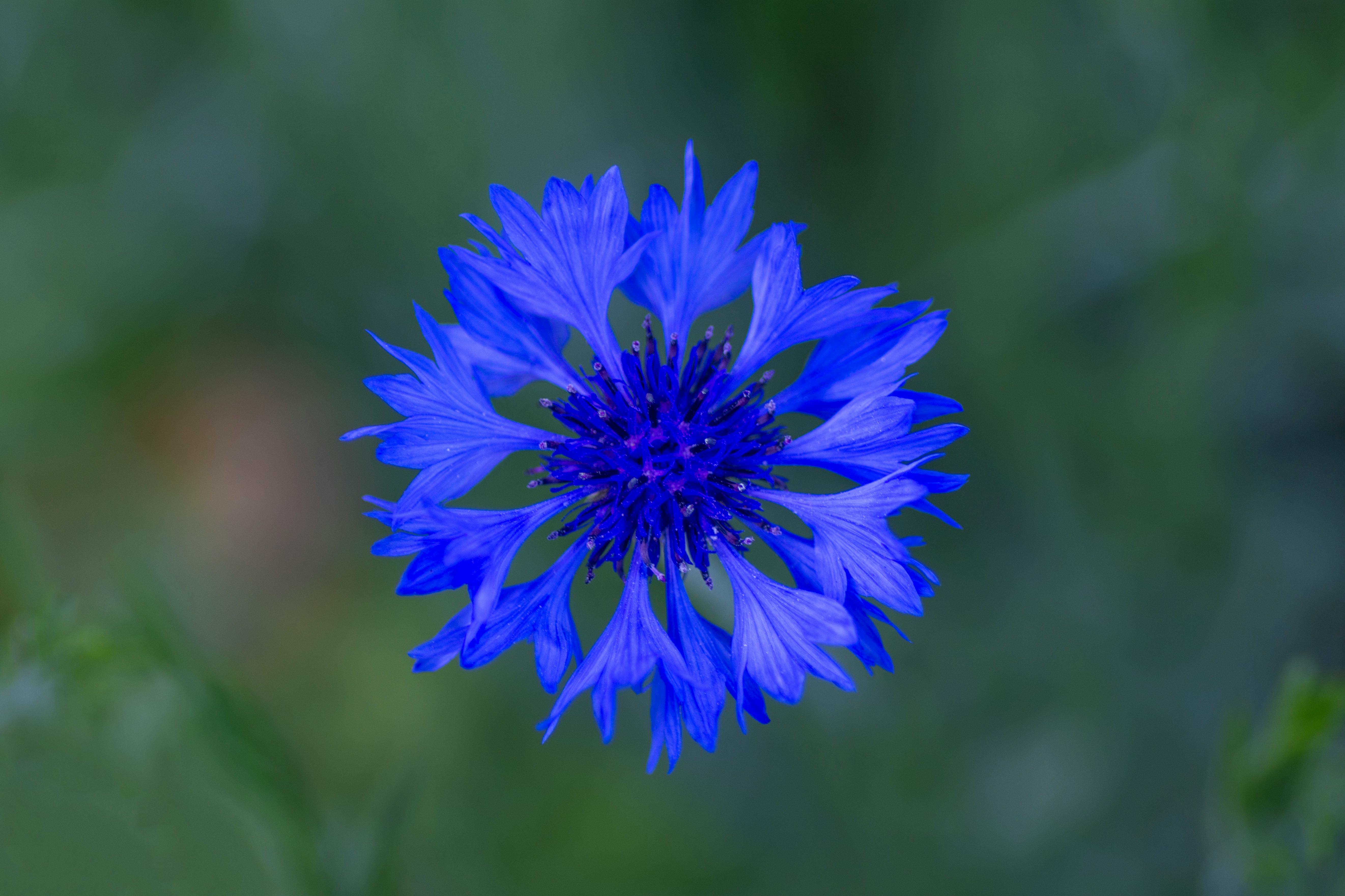 Blue Flower Photos, Download The BEST Free Blue Flower Stock Photos ...