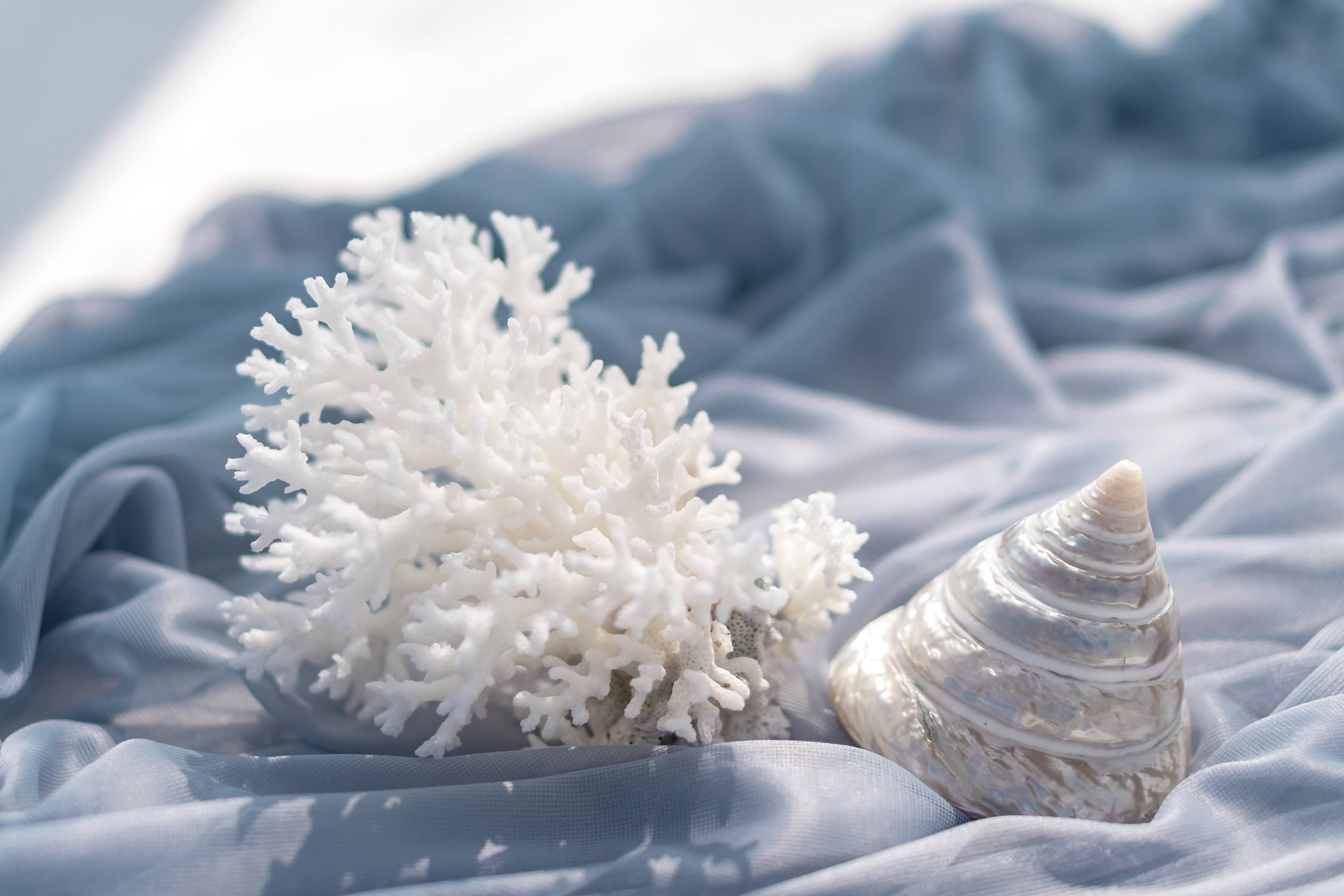 Elegant Coral and Seashell on Soft Fabric · Free Stock Photo
