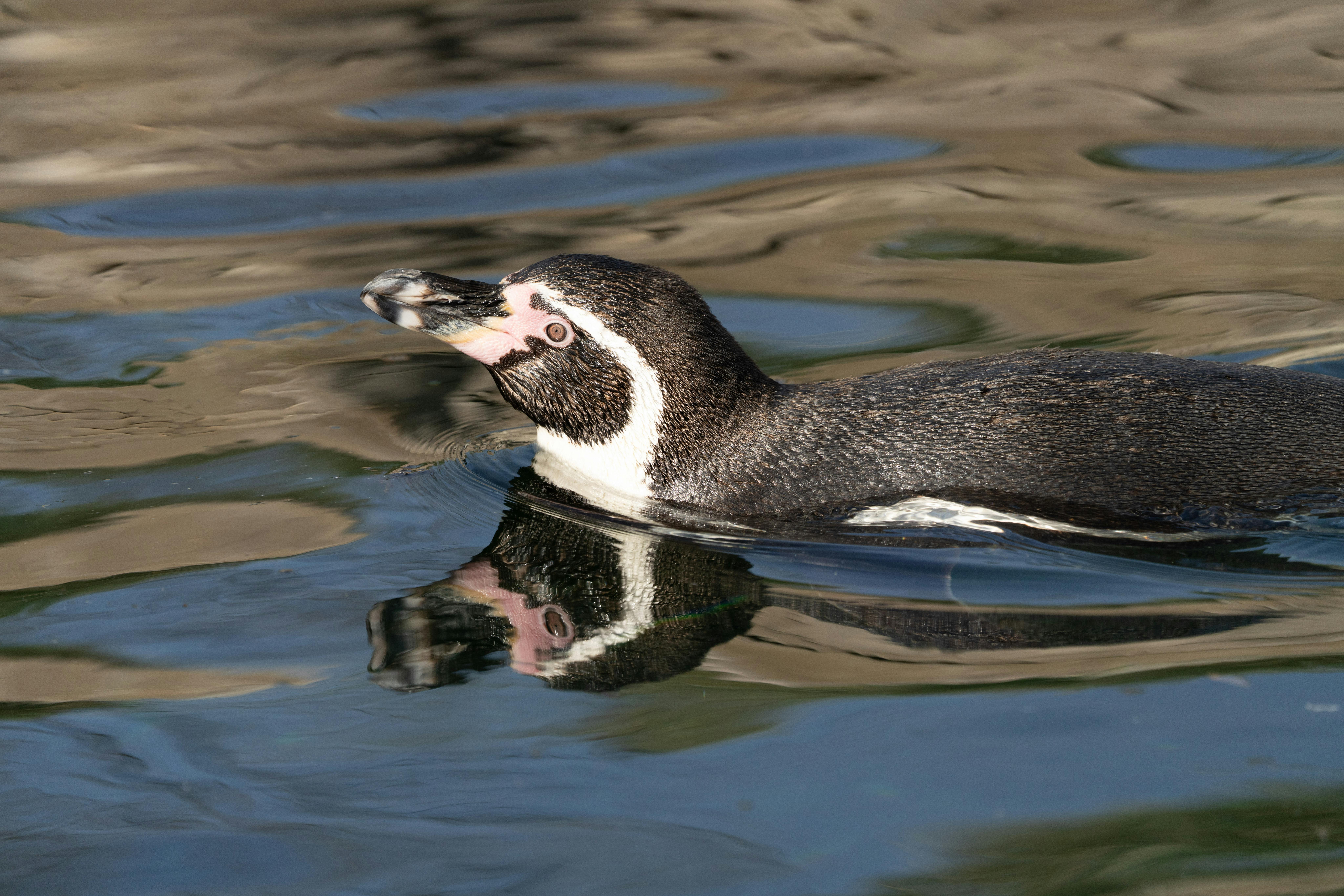 Humboldt Penguin Swimming in Zoo Pool · Free Stock Photo
