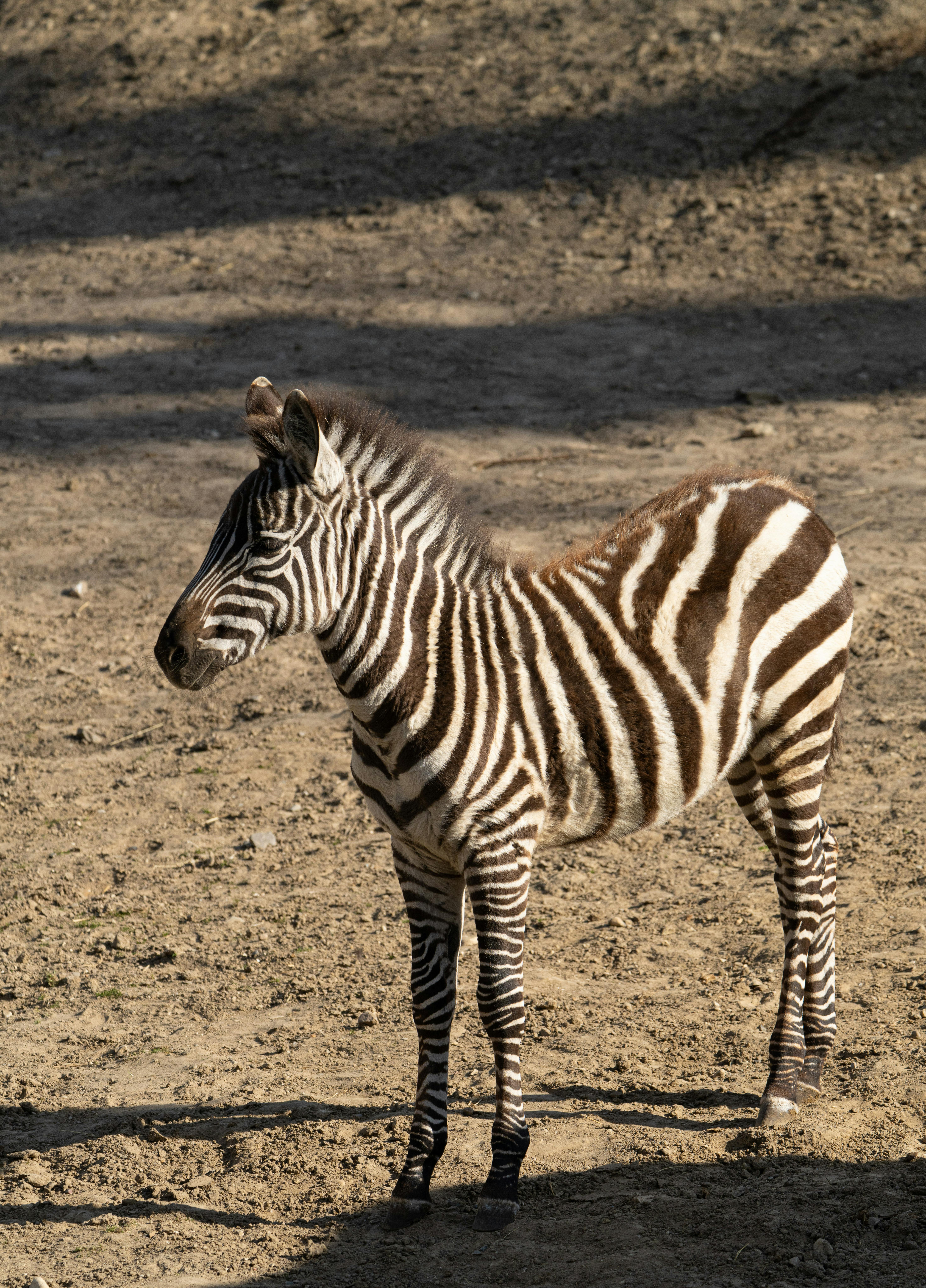 Zebra Grazing under Sunlight in a Copenhagen Zoo · Free Stock Photo