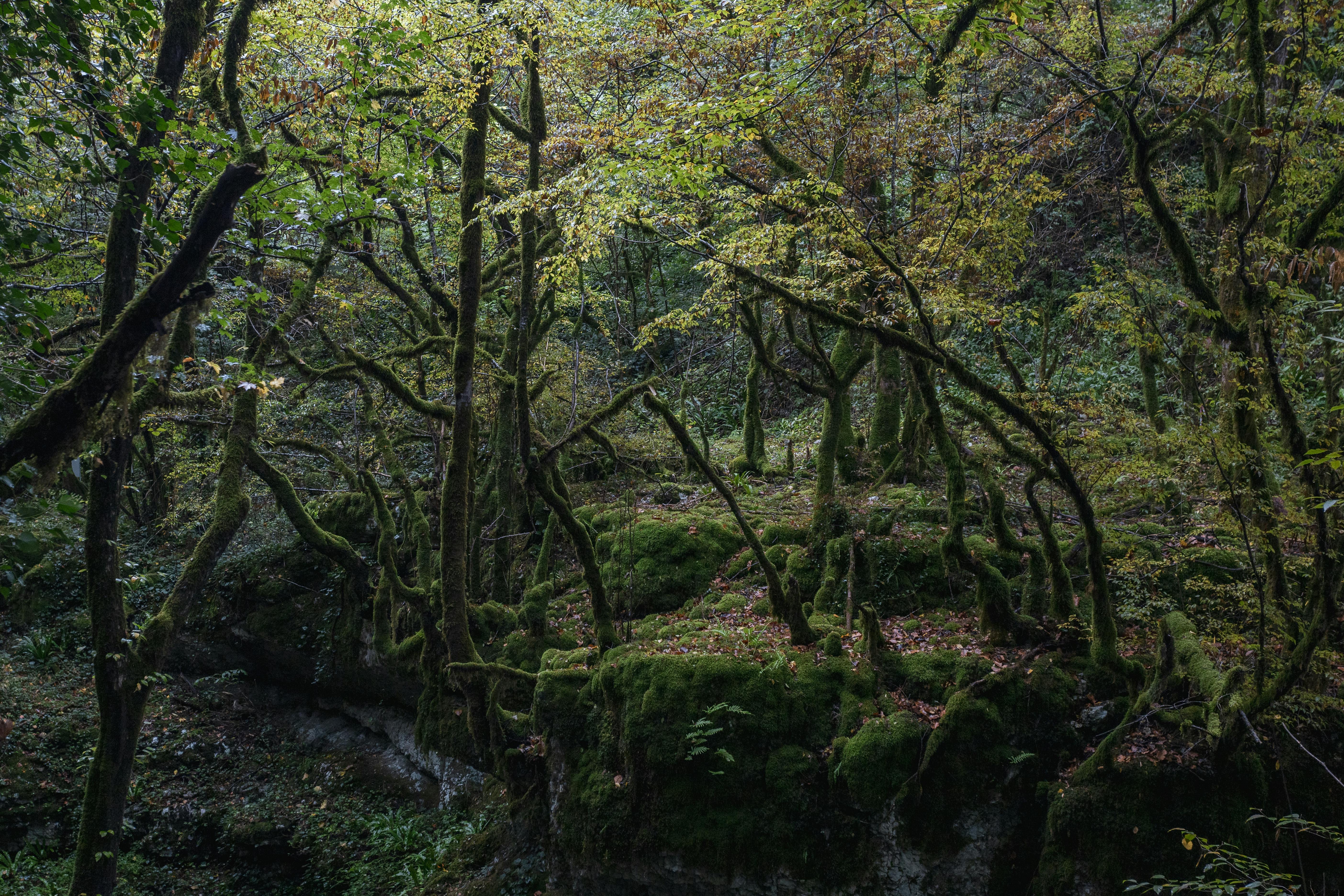 Moss-Covered Trees in Lush Georgian Forest · Free Stock Photo
