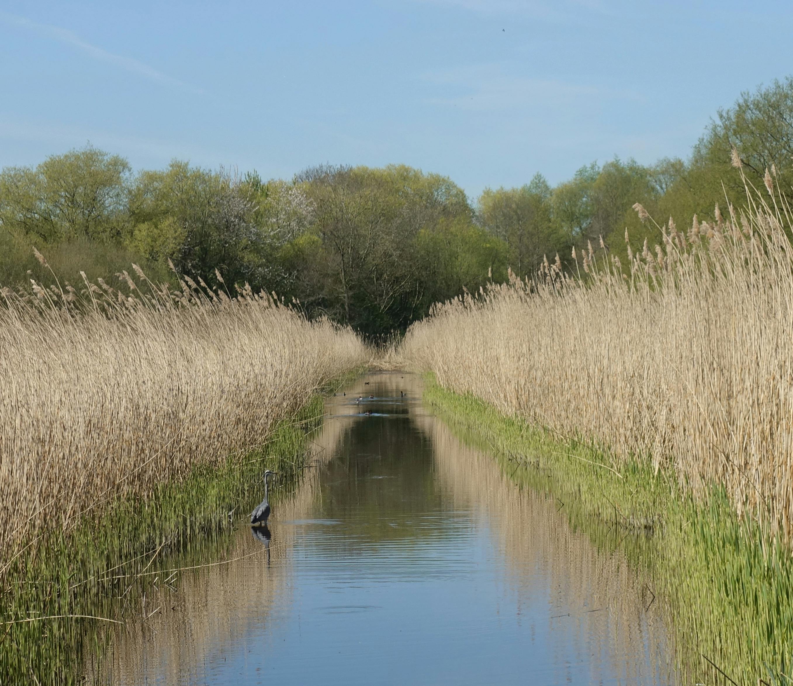 Reed Flöte Photos, Download The BEST Free Reed Flöte Stock Photos & HD ...