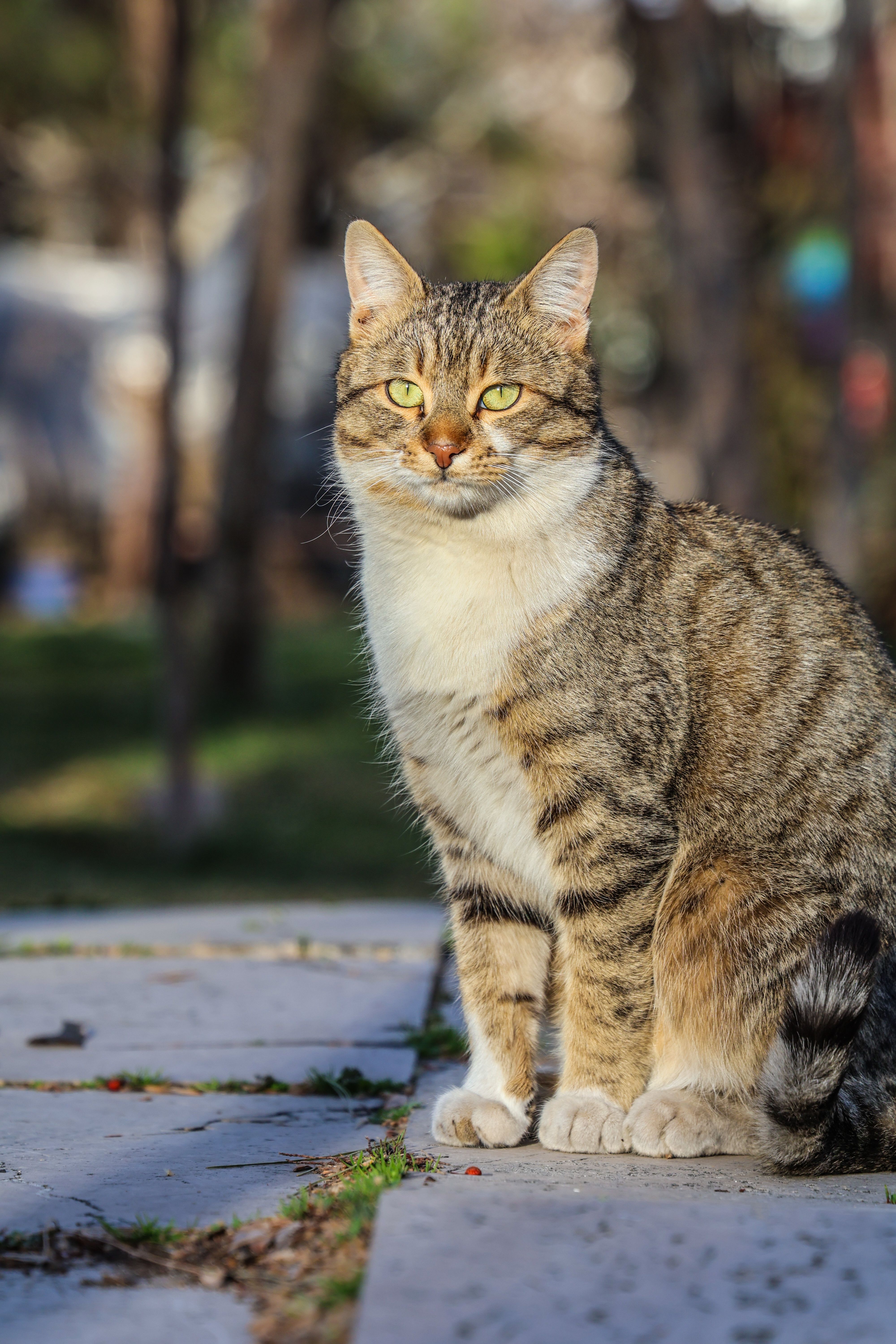 Landscape Cat Photos, Download The BEST Free Landscape Cat Stock Photos ...