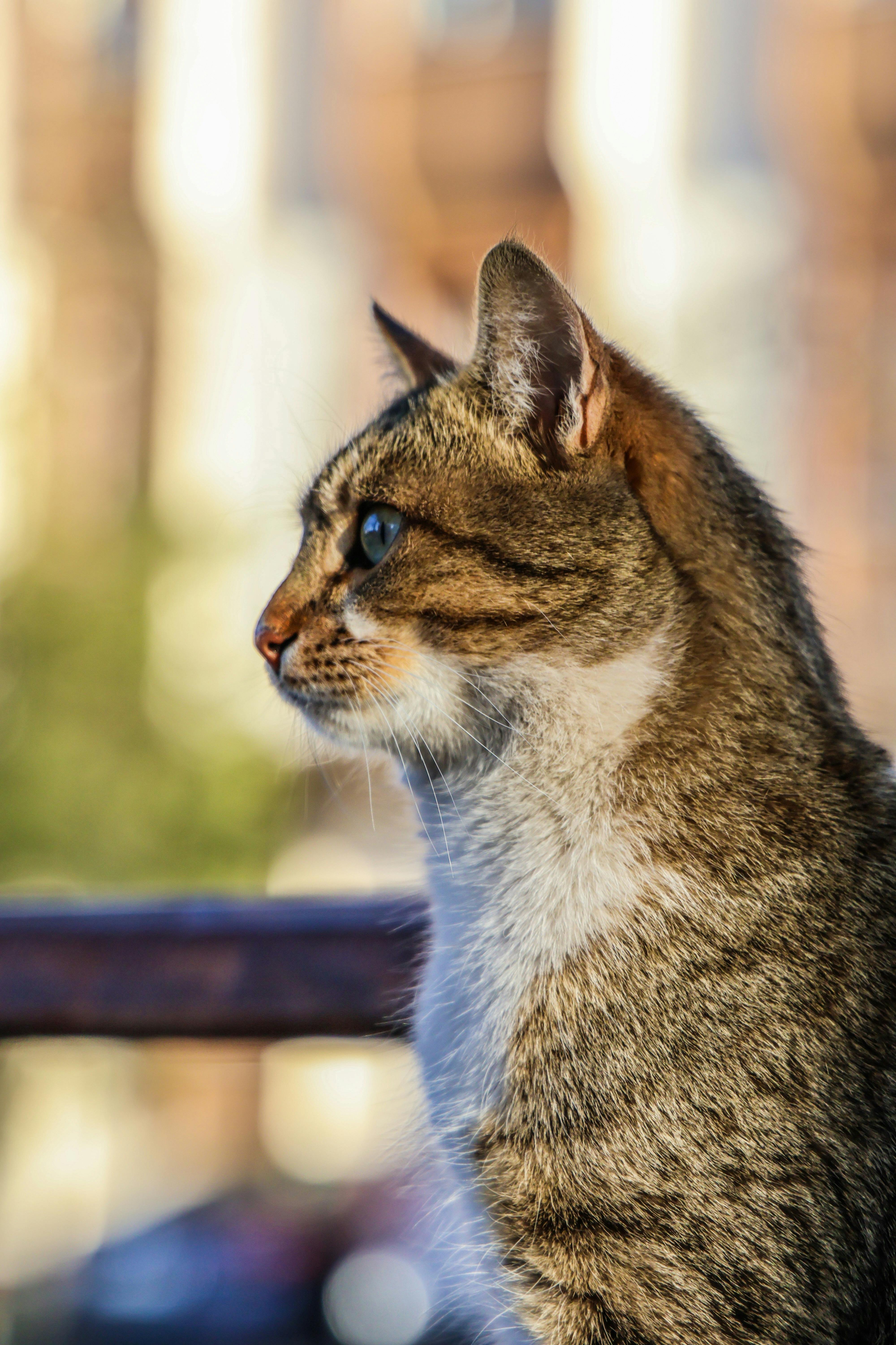 Cat Profile Photos, Download The BEST Free Cat Profile Stock Photos ...