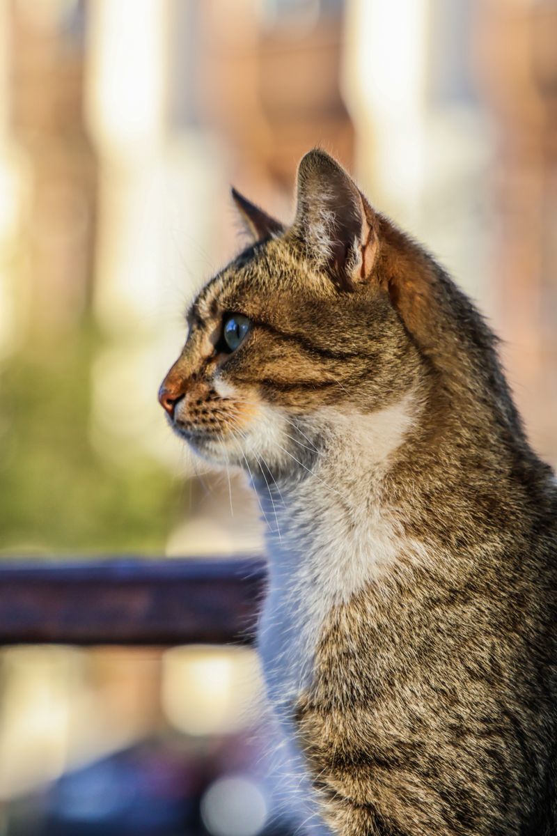 Cat Profile Photos, Download The BEST Free Cat Profile Stock Photos ...