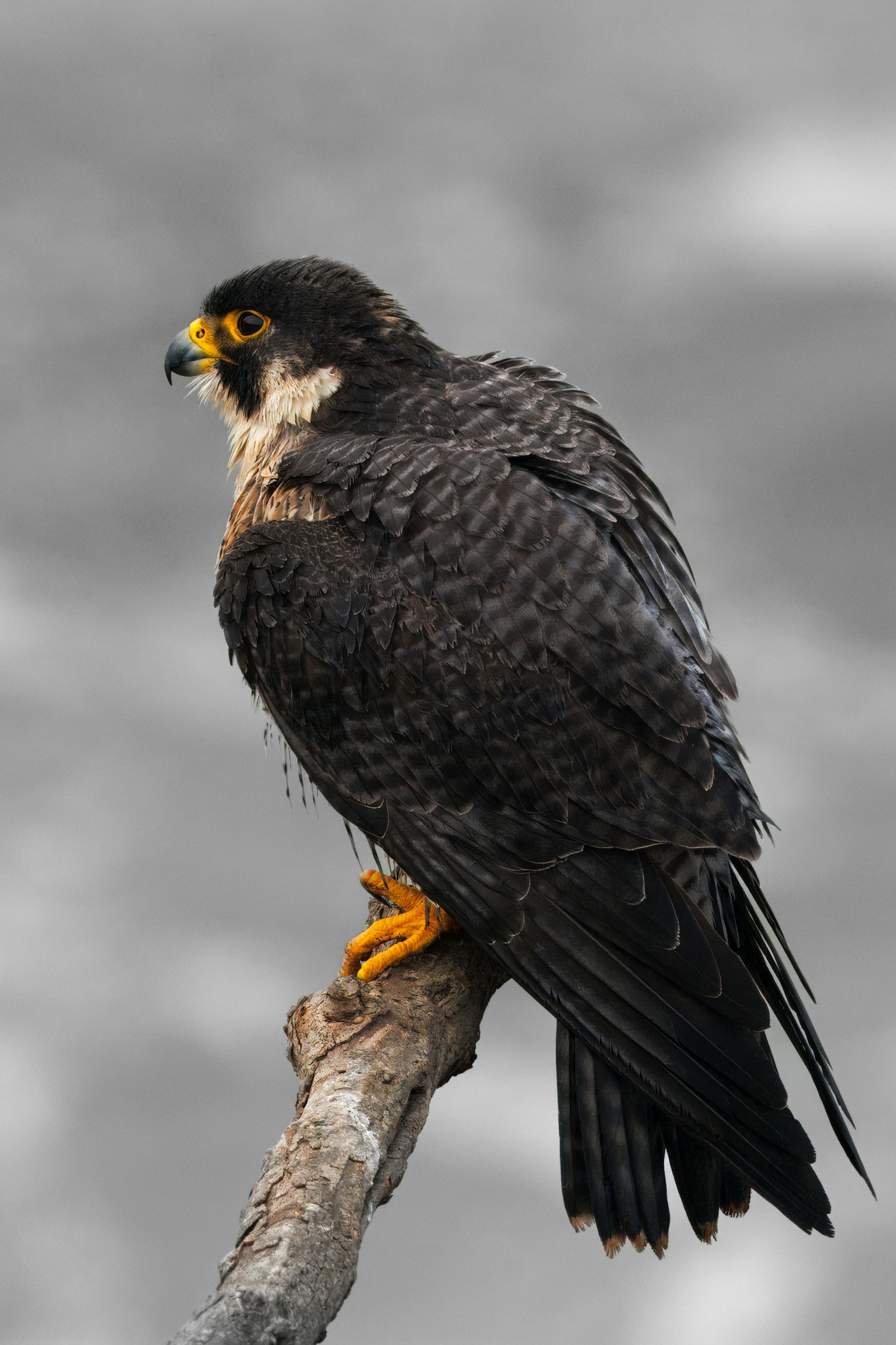 Close-Up Photography Of Falcon · Free Stock Photo