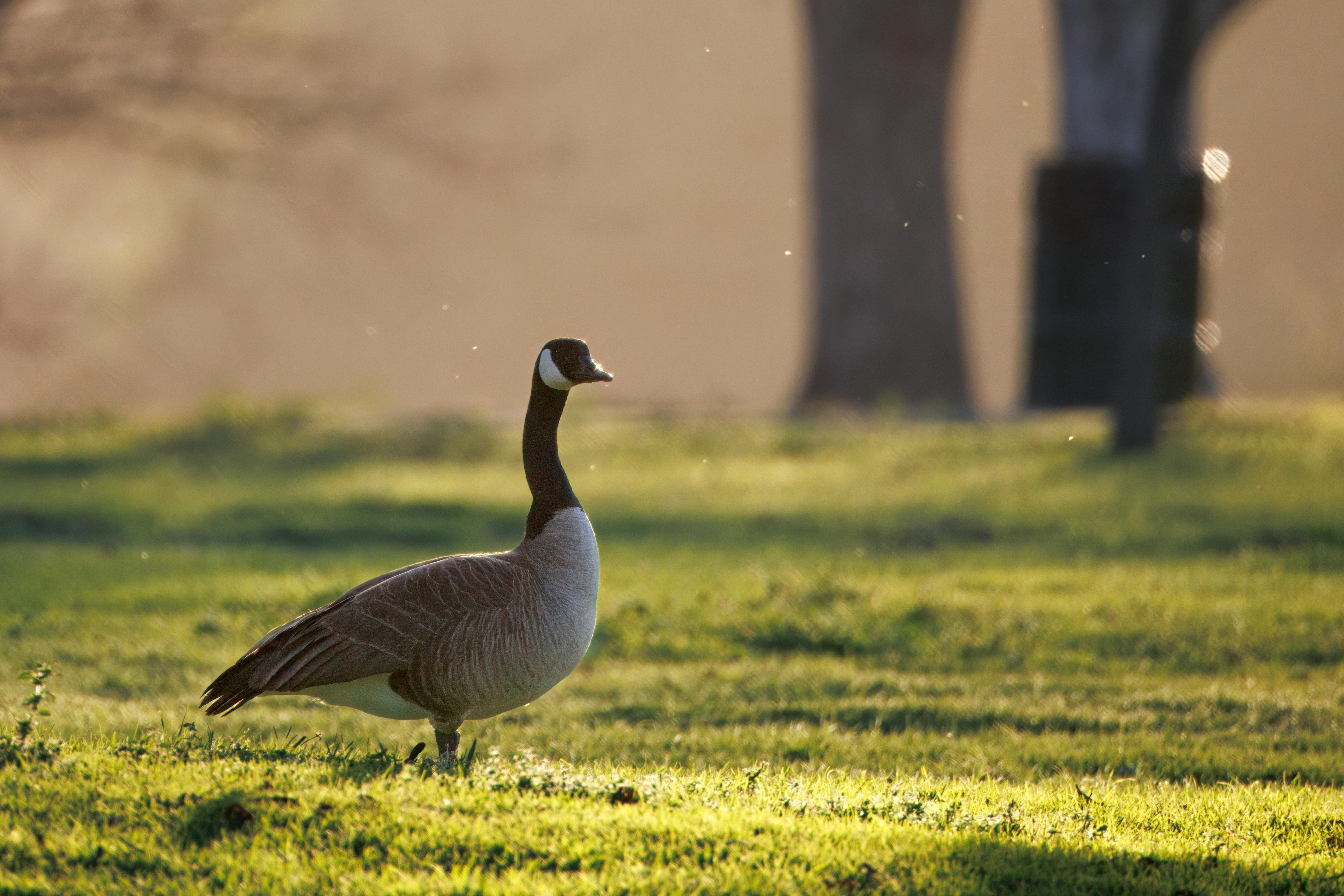Canadian Goose Photos, Download The BEST Free Canadian Goose Stock ...