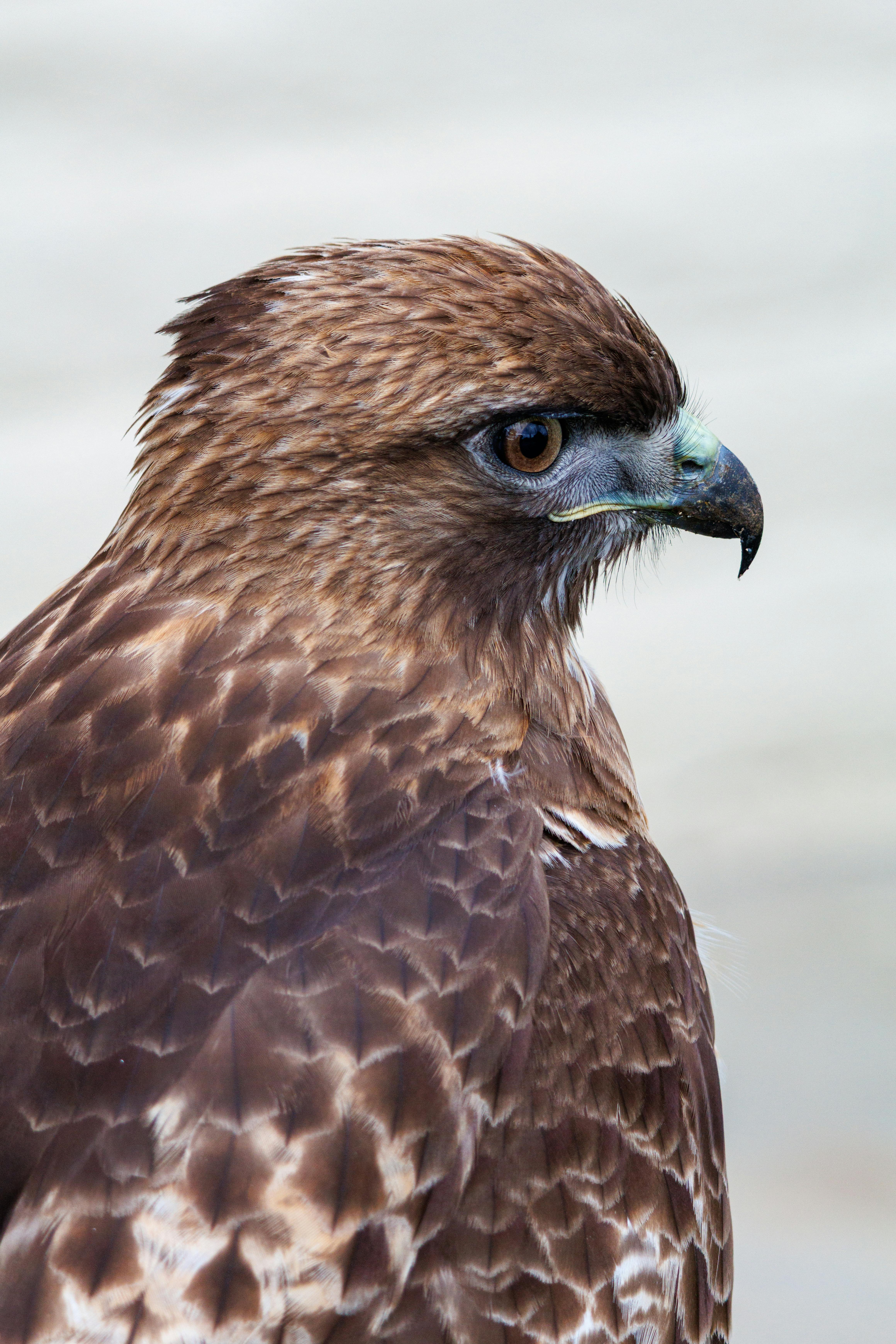Close-up Portrait of Majestic Red-tailed Hawk · Free Stock Photo